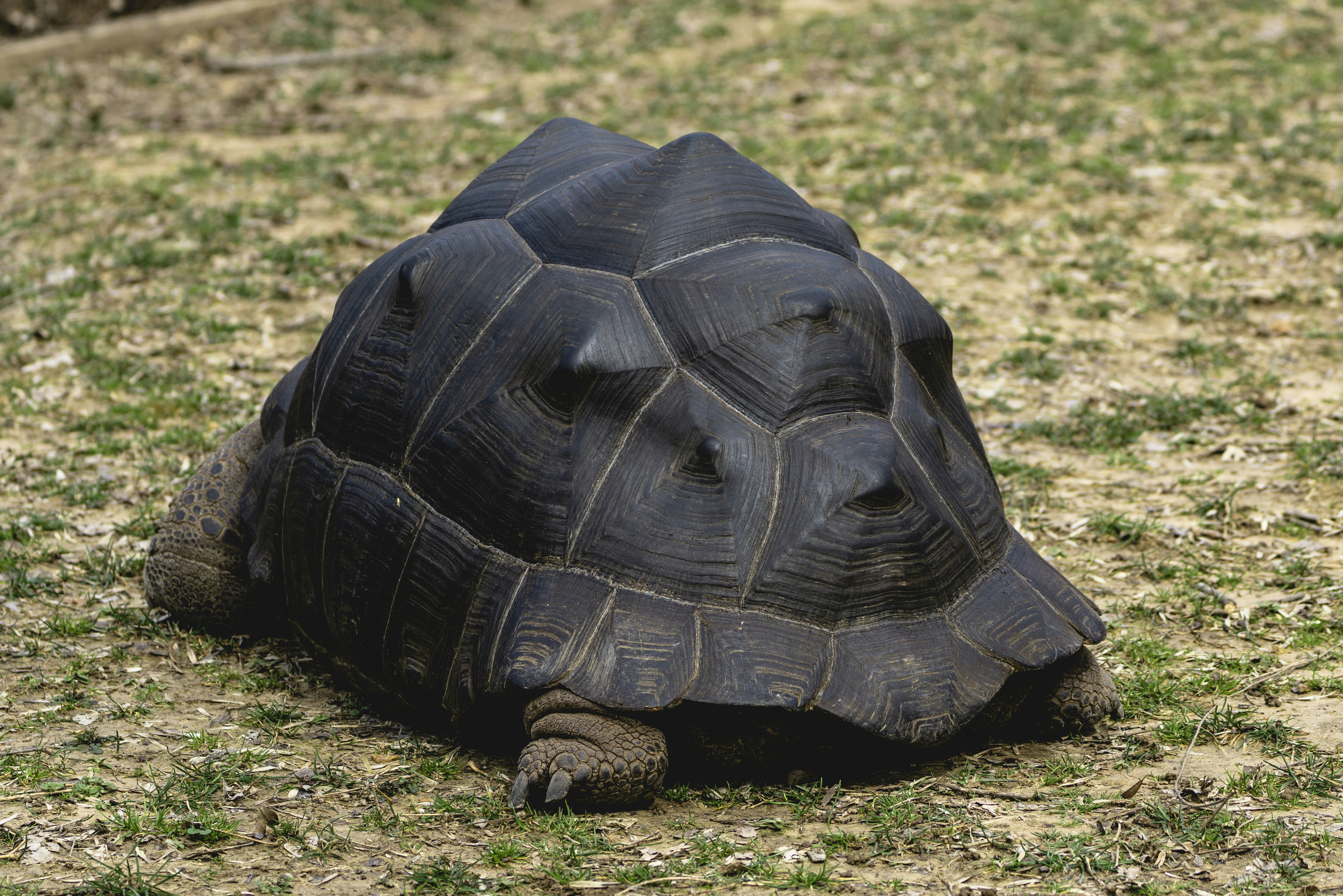 A large tortoise laying on top of a grass covered field photo – Free ...