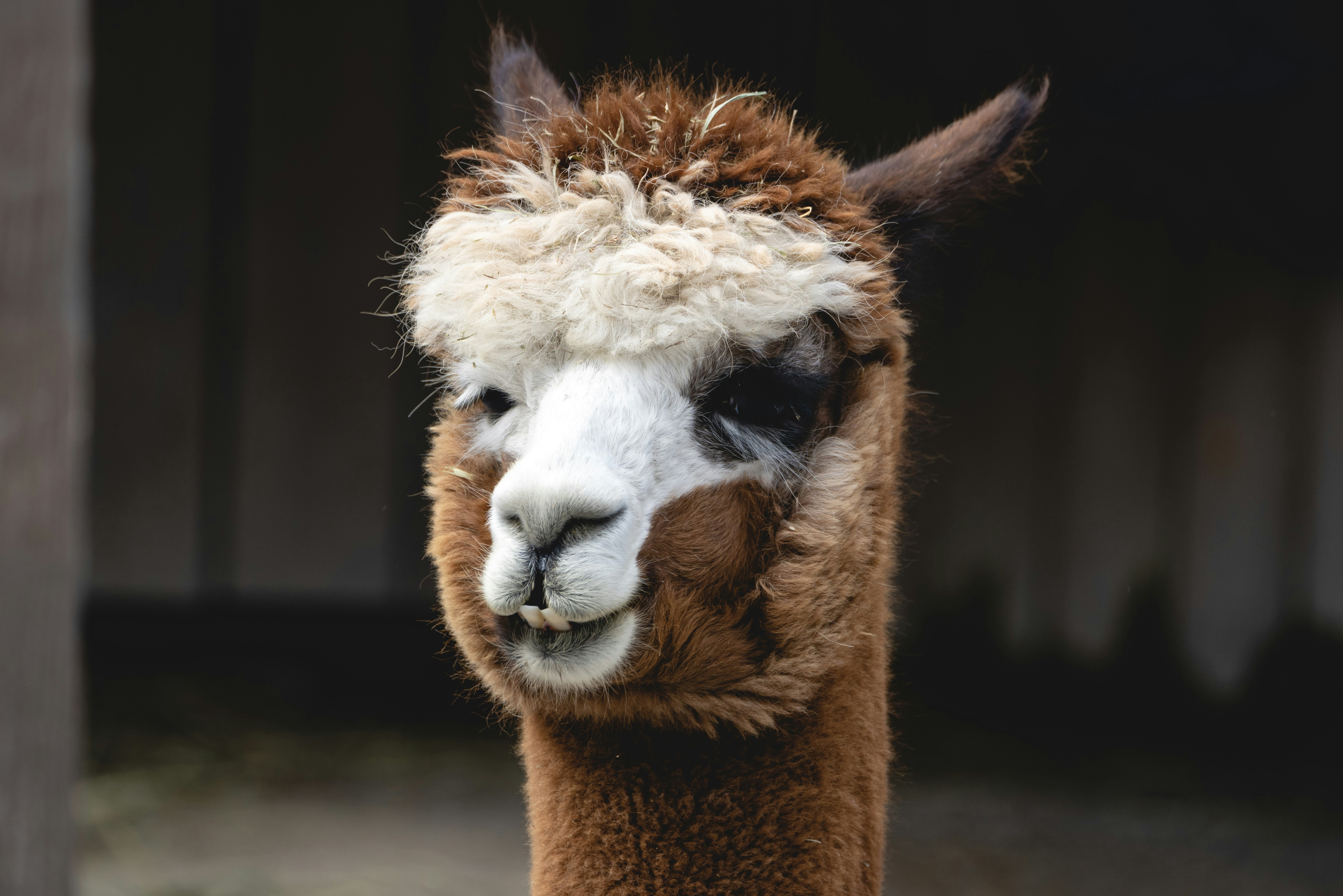 Alpaca with a fluffy coat and curious expression standing against a muted backdrop.