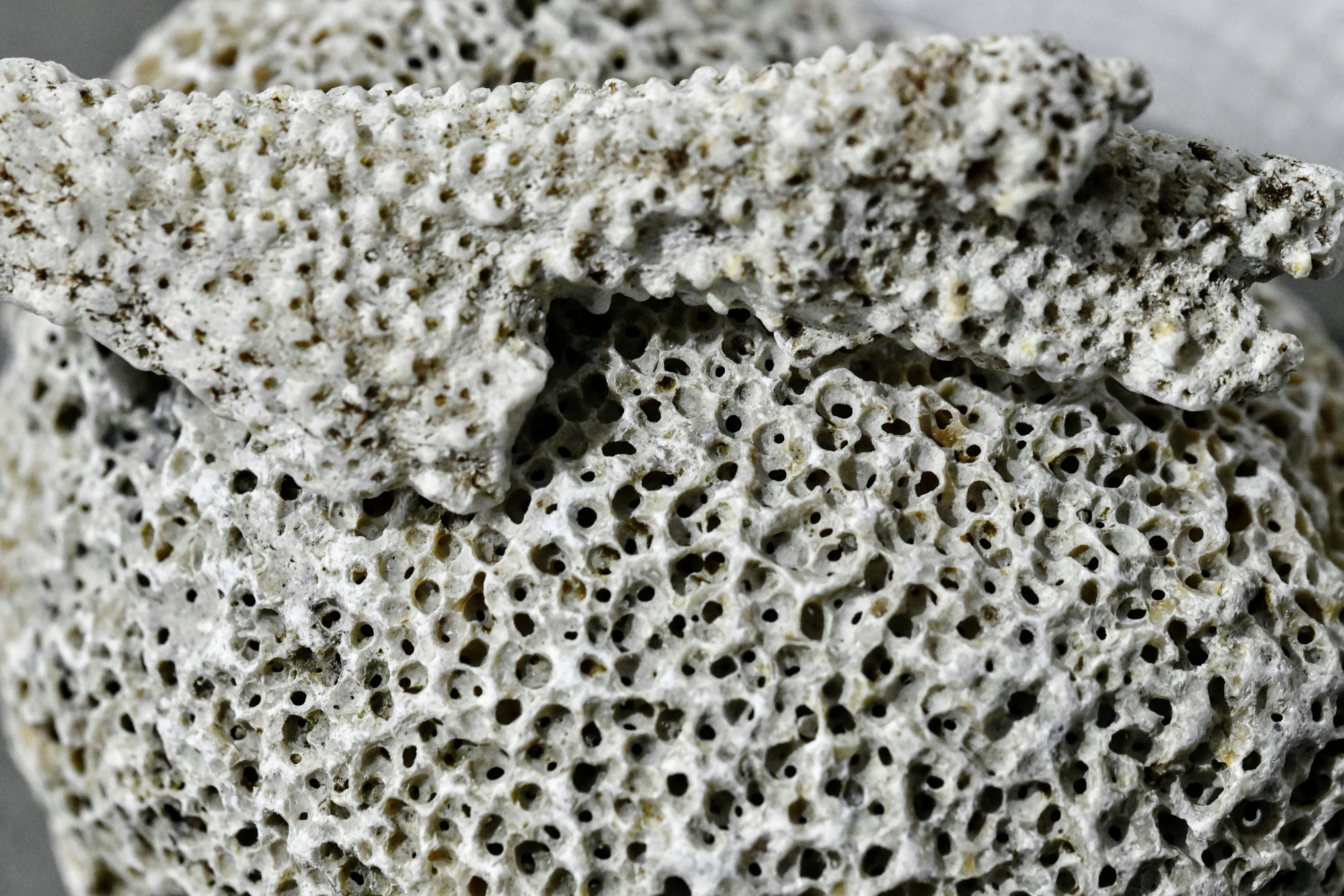 A close up of a rock with holes in it photo – Free Animal Image on Unsplash