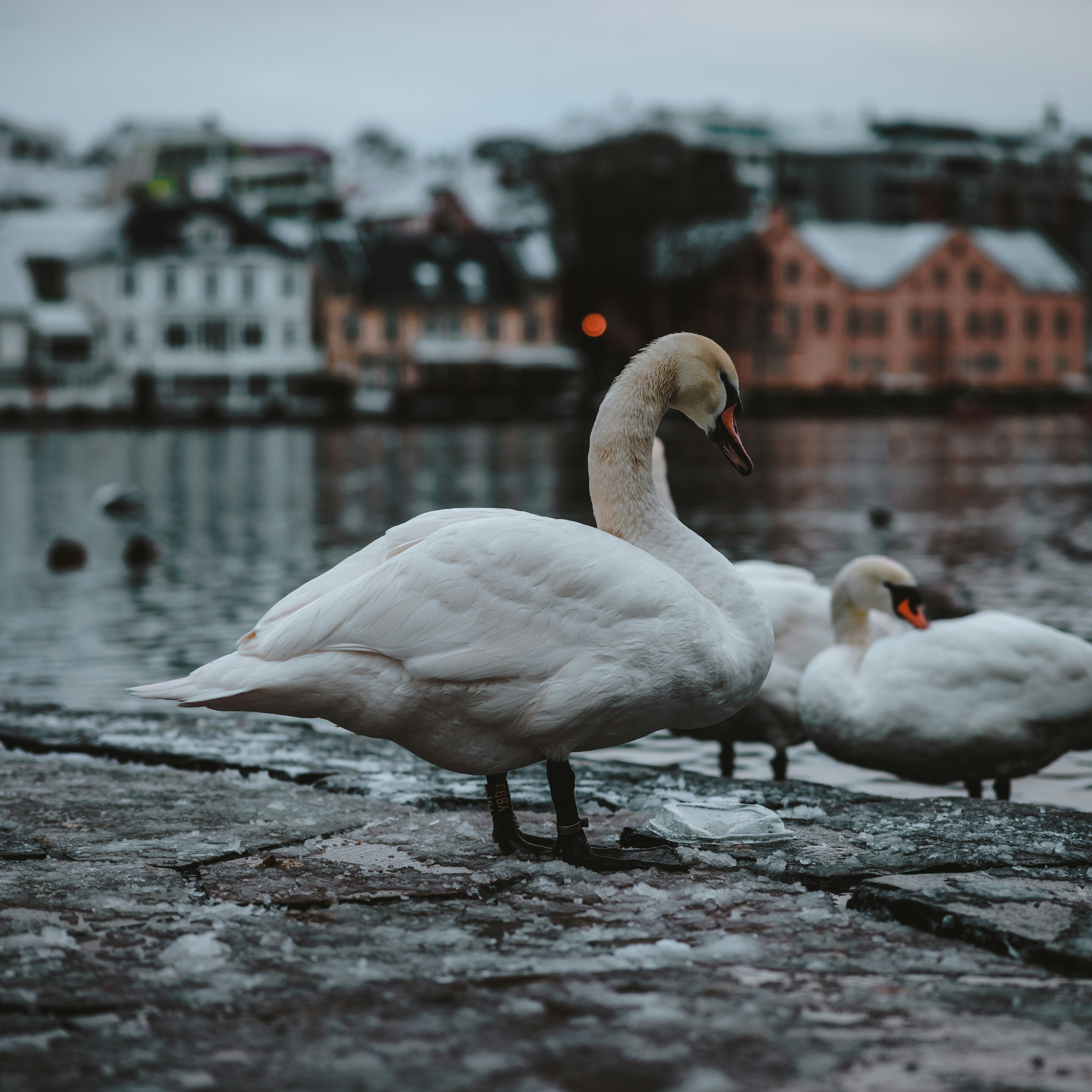Winter Swans by the Waterfront