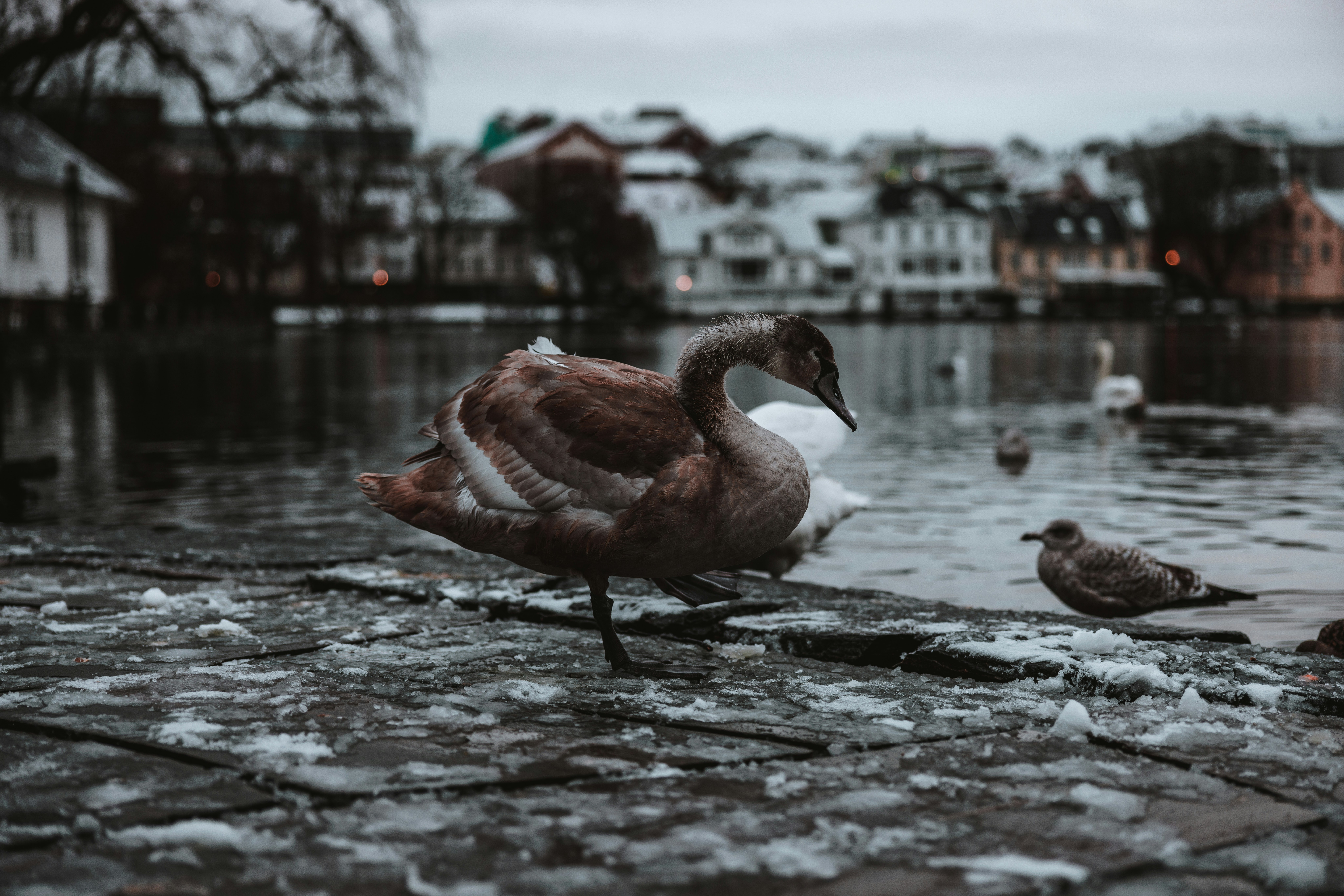Fractured Ice, Quiet Town: A Swan's Winter Pause