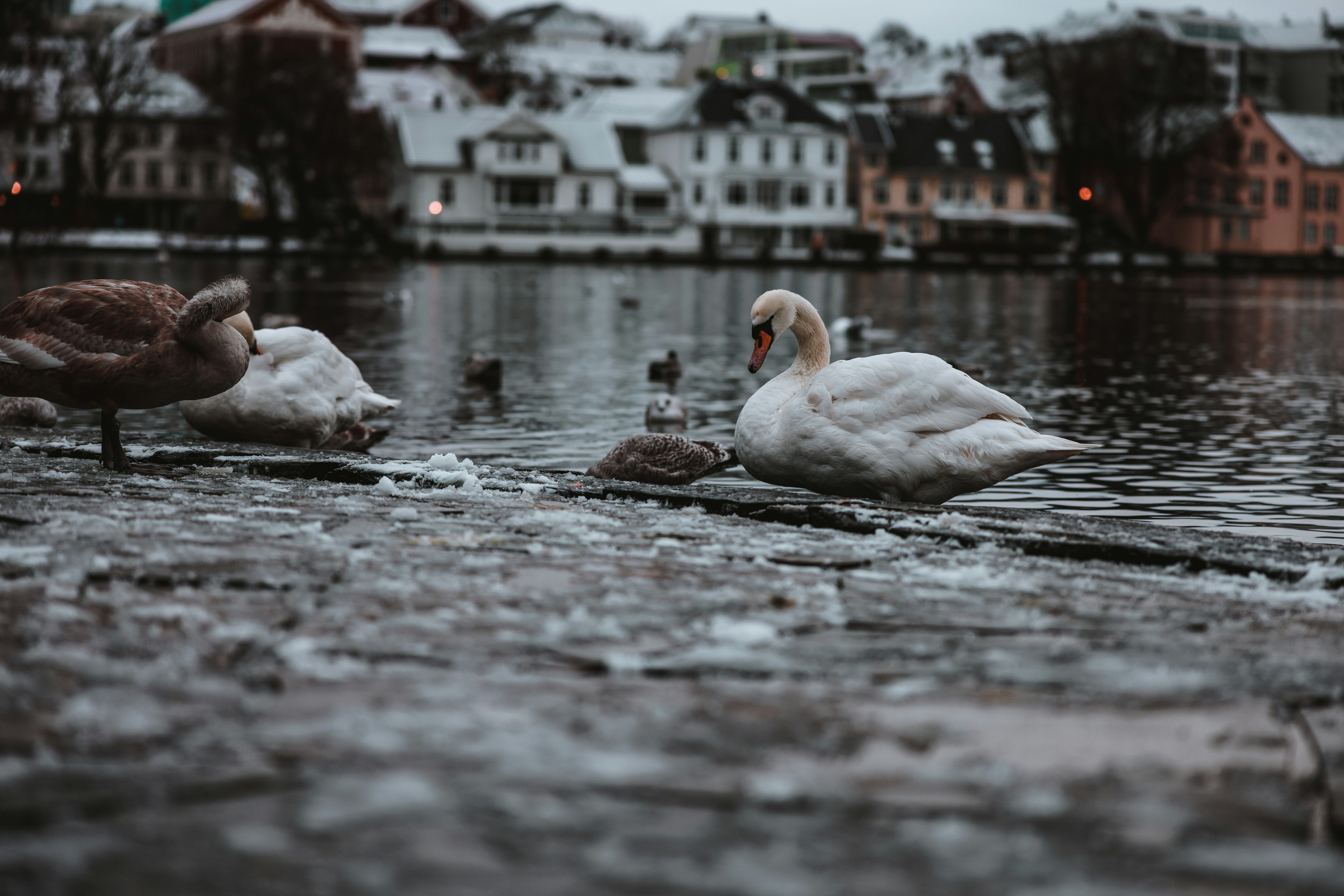 a flock of ducks floating on top of a lake