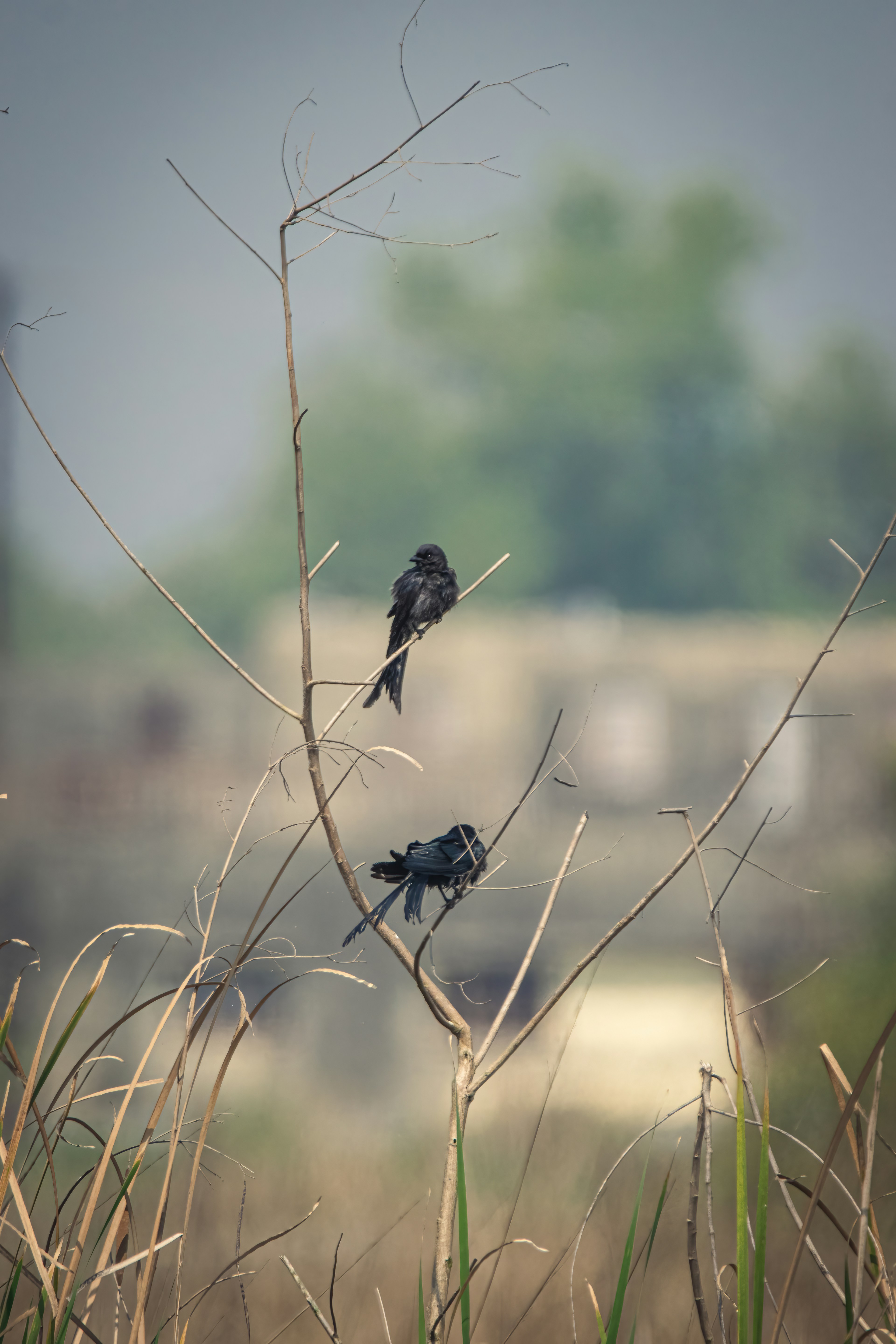 Two small birds perched on top of a tree branch photo – Free West ...