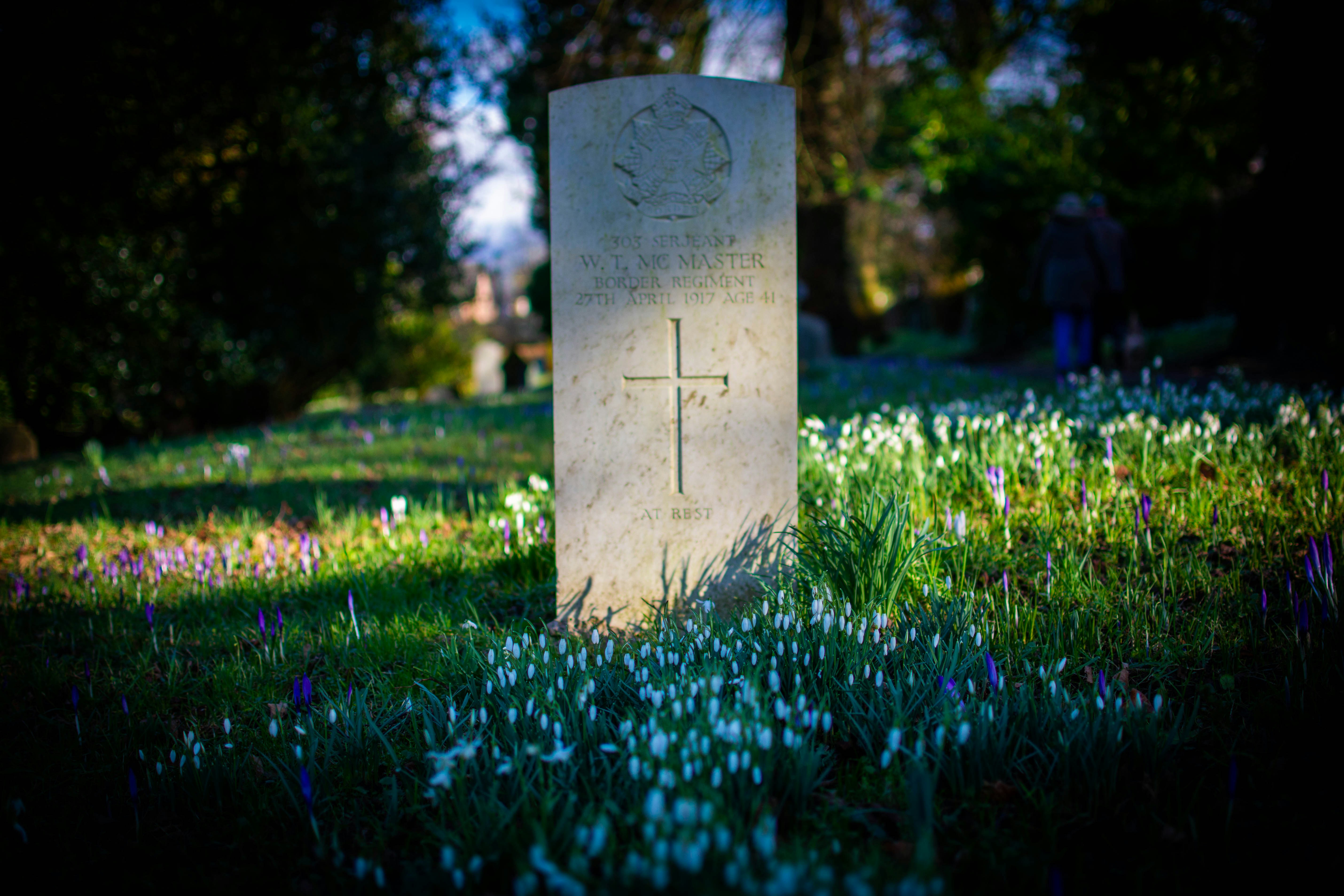 Morning Quiet: Crocuses Embrace a Solemn Gravestone in Dappled Light