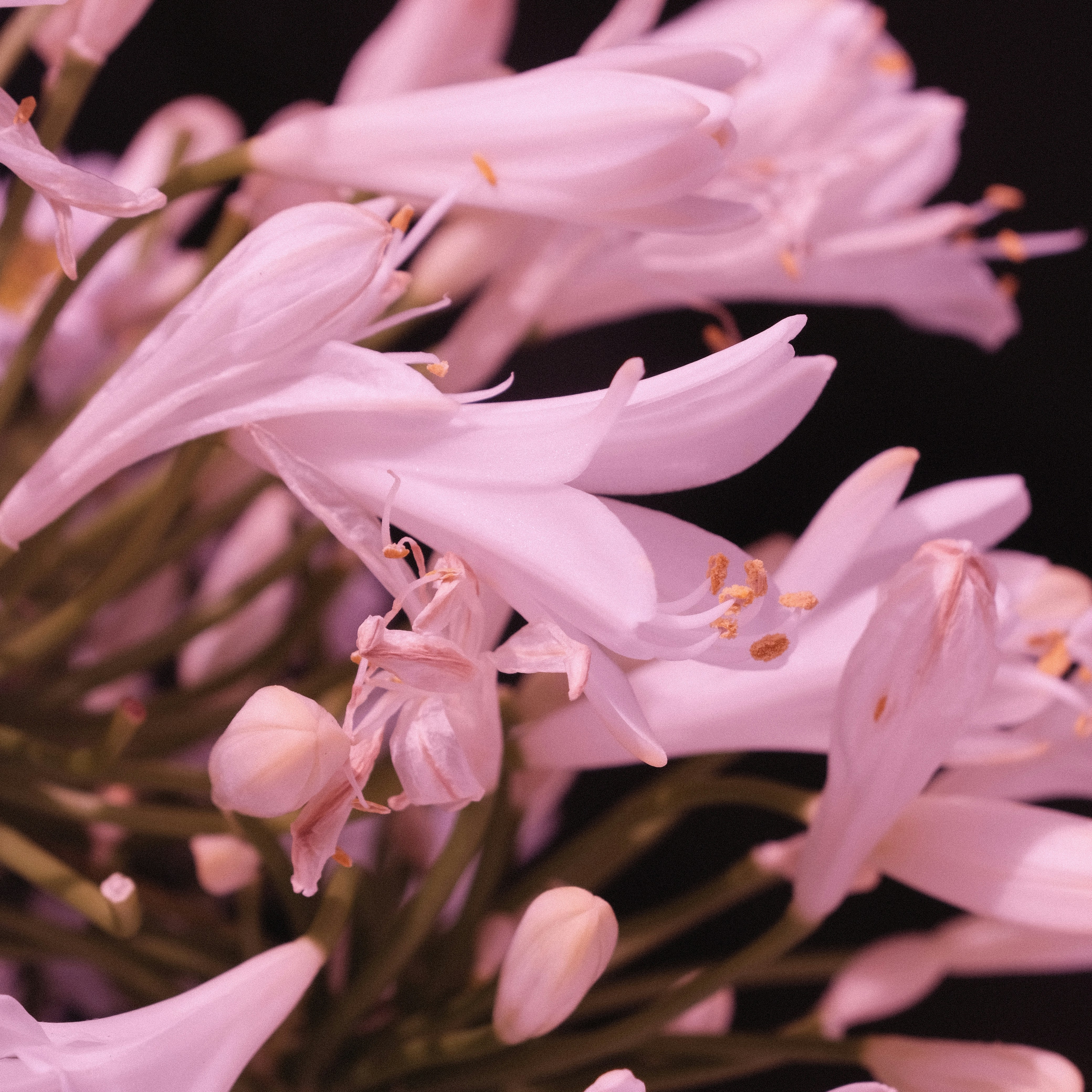 Velvet Night Bloom: A Macro Portrait of Pink Petals and Stamen