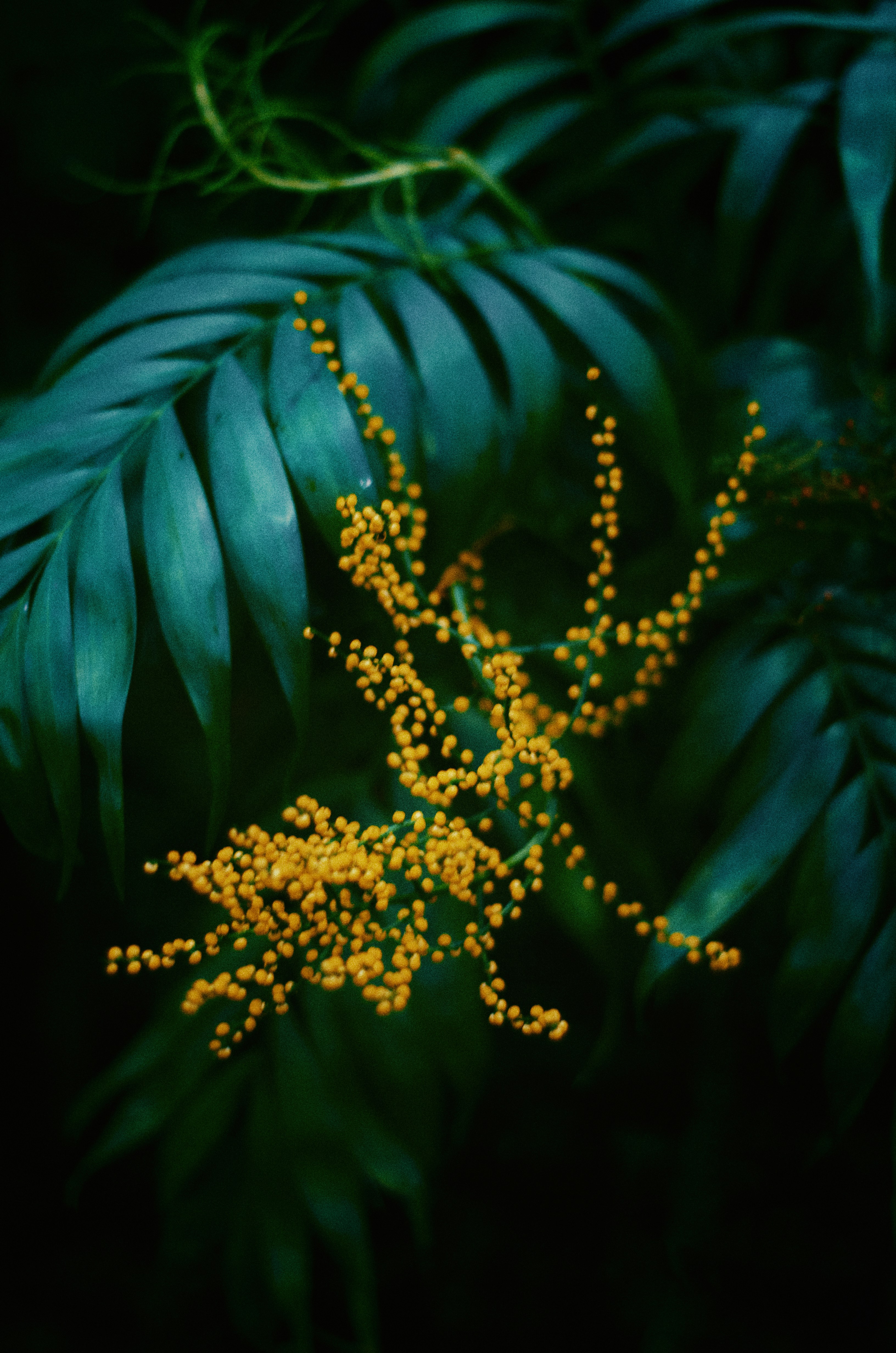 Golden Clusters Amidst Lush Greenery