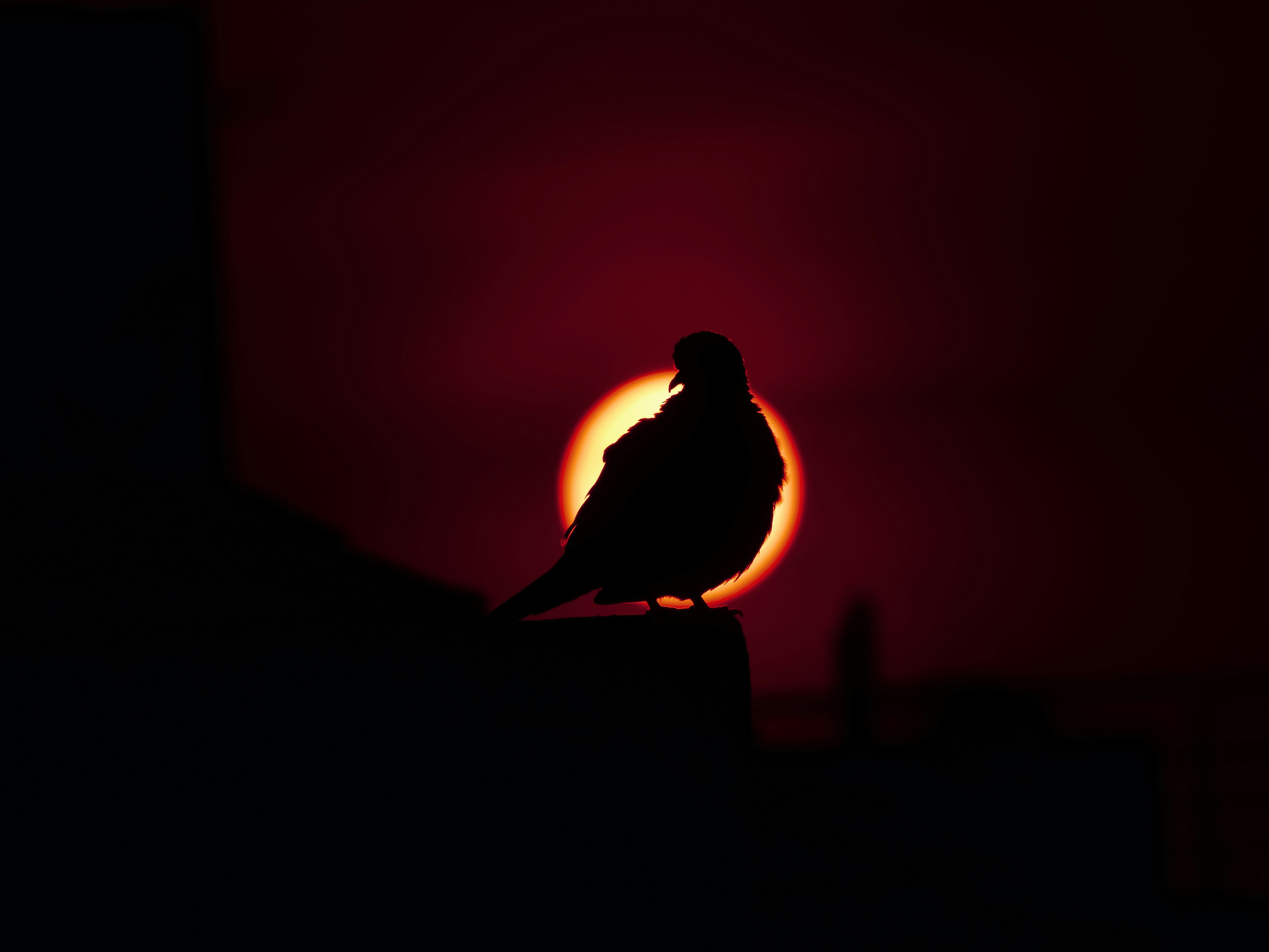 Lone Silhouette Beneath the Solar Halo at Dusk