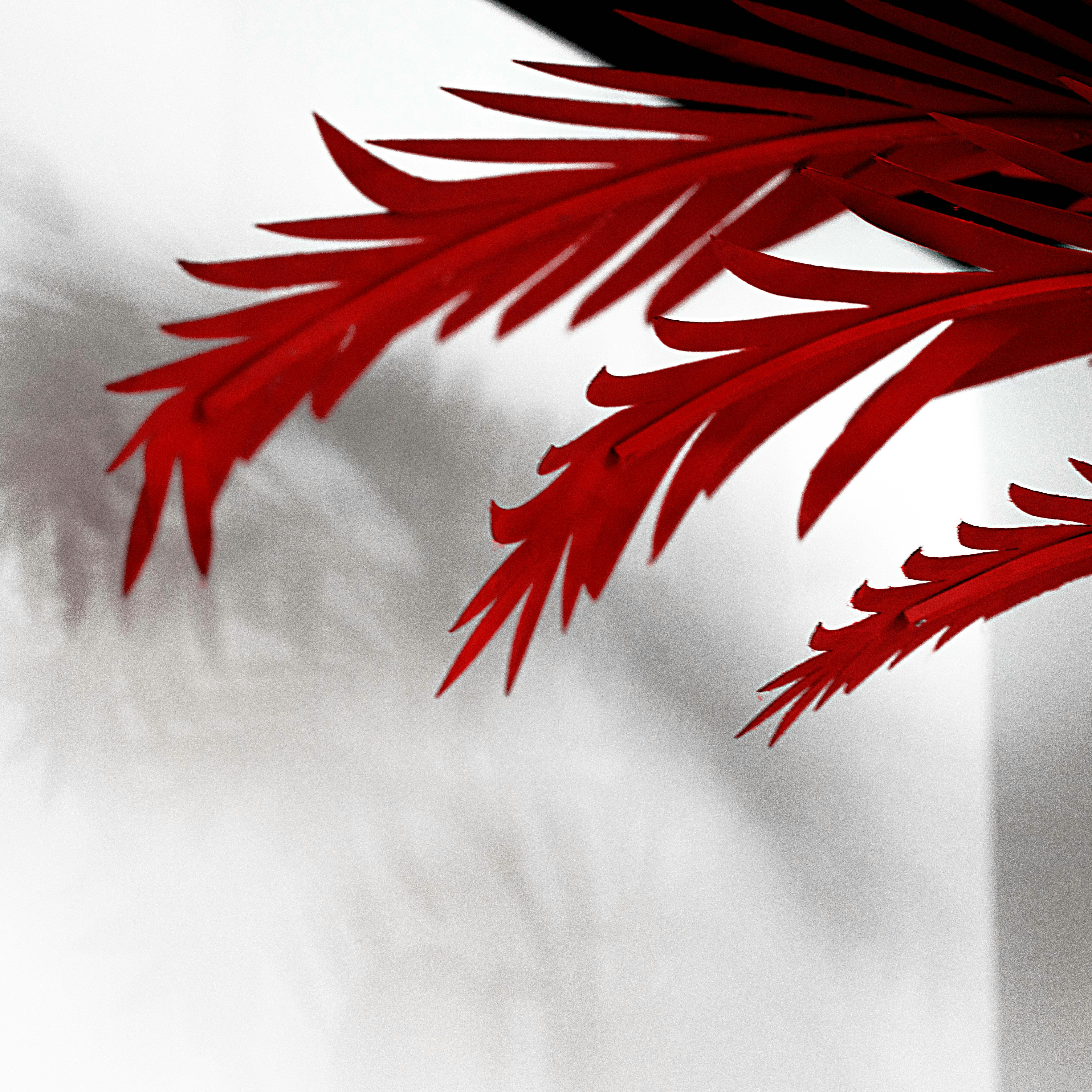 Crimson Shadows: A Dance of Light and Form