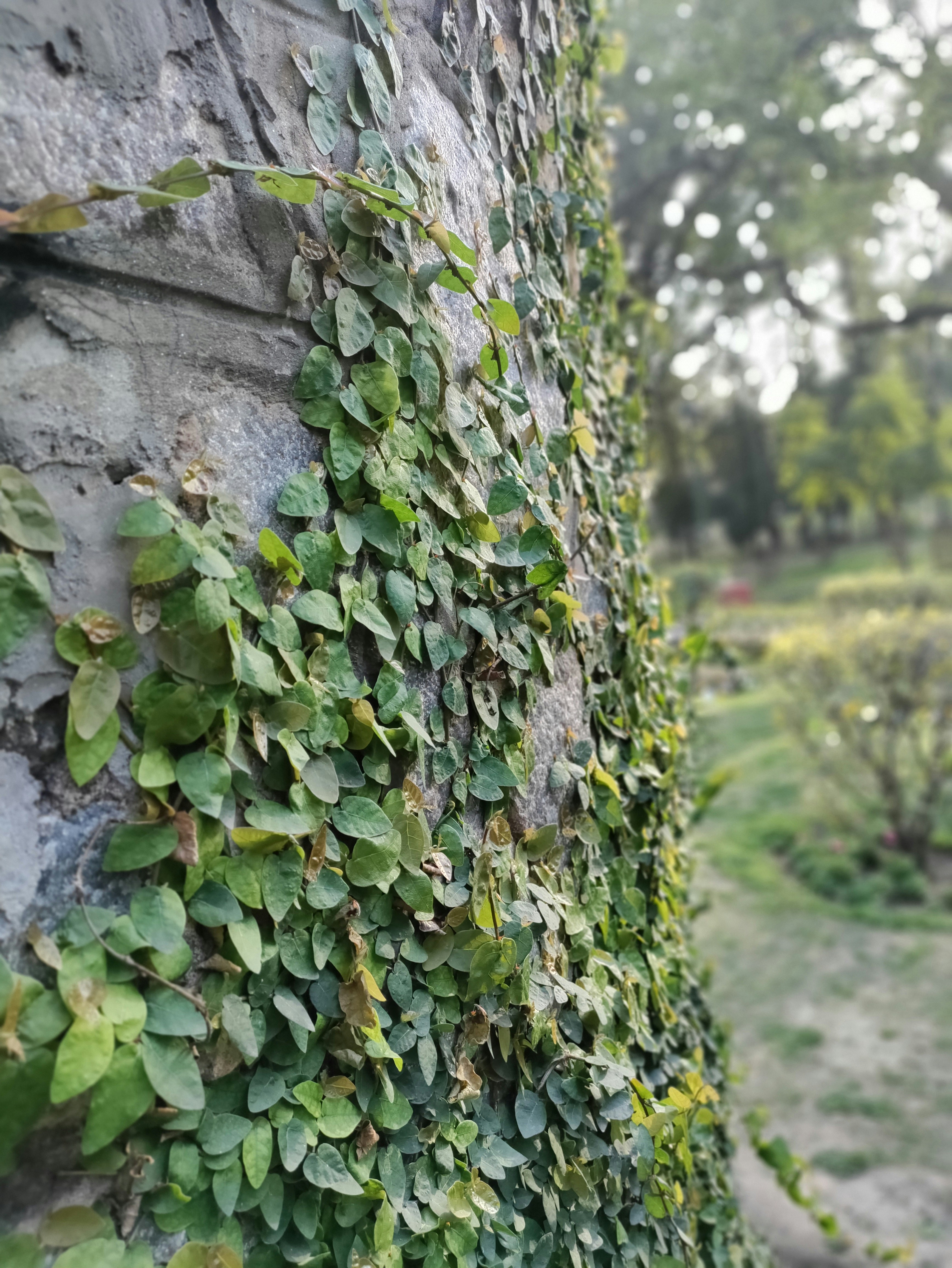 Vibrant green leaves entwined around a weathered stone surface, showcasing the beauty of nature's resilience. The scene invites viewers to appreciate the harmony between flora and structure.