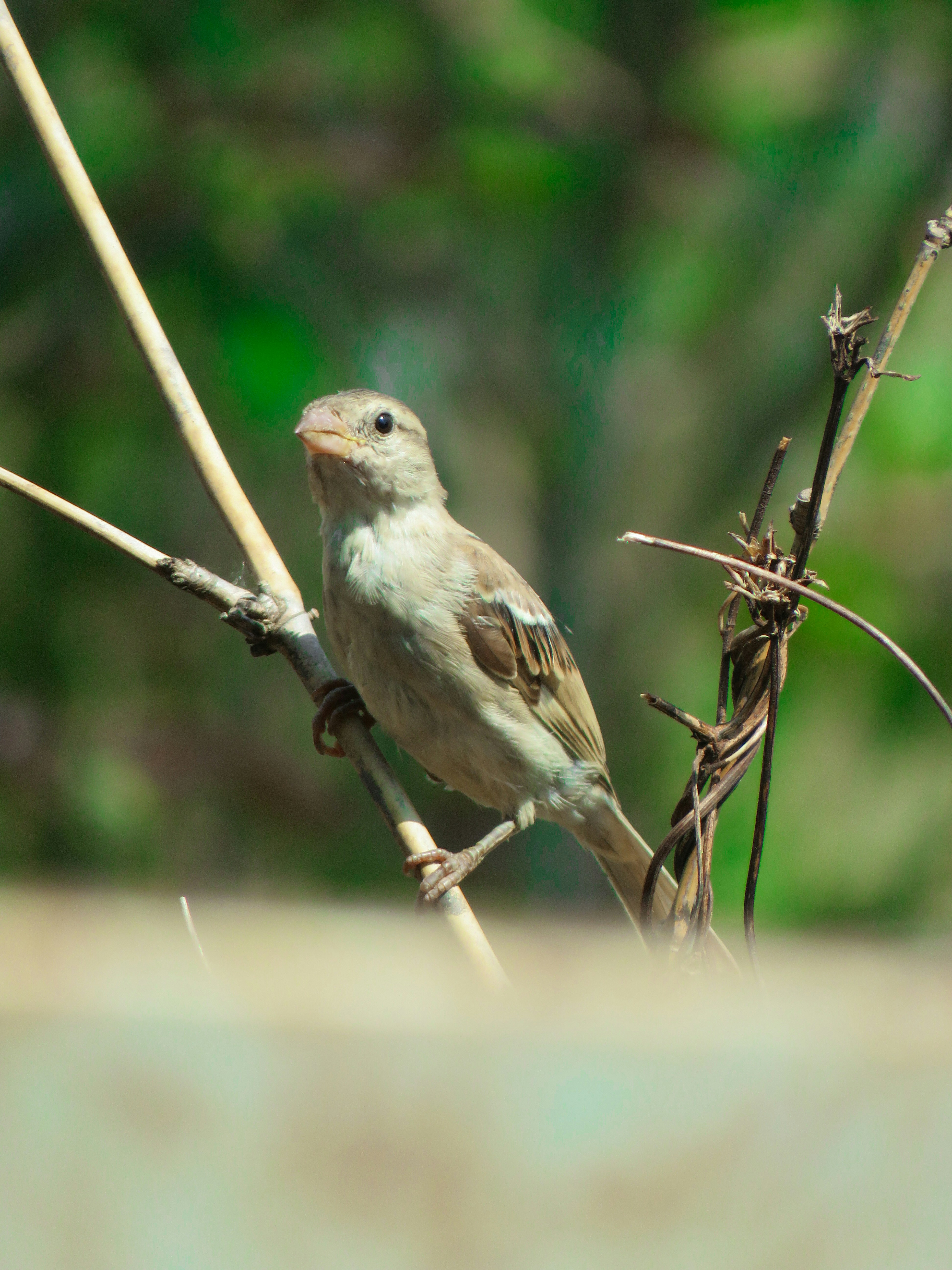 Perched Ember: a small songbird among reed stalks