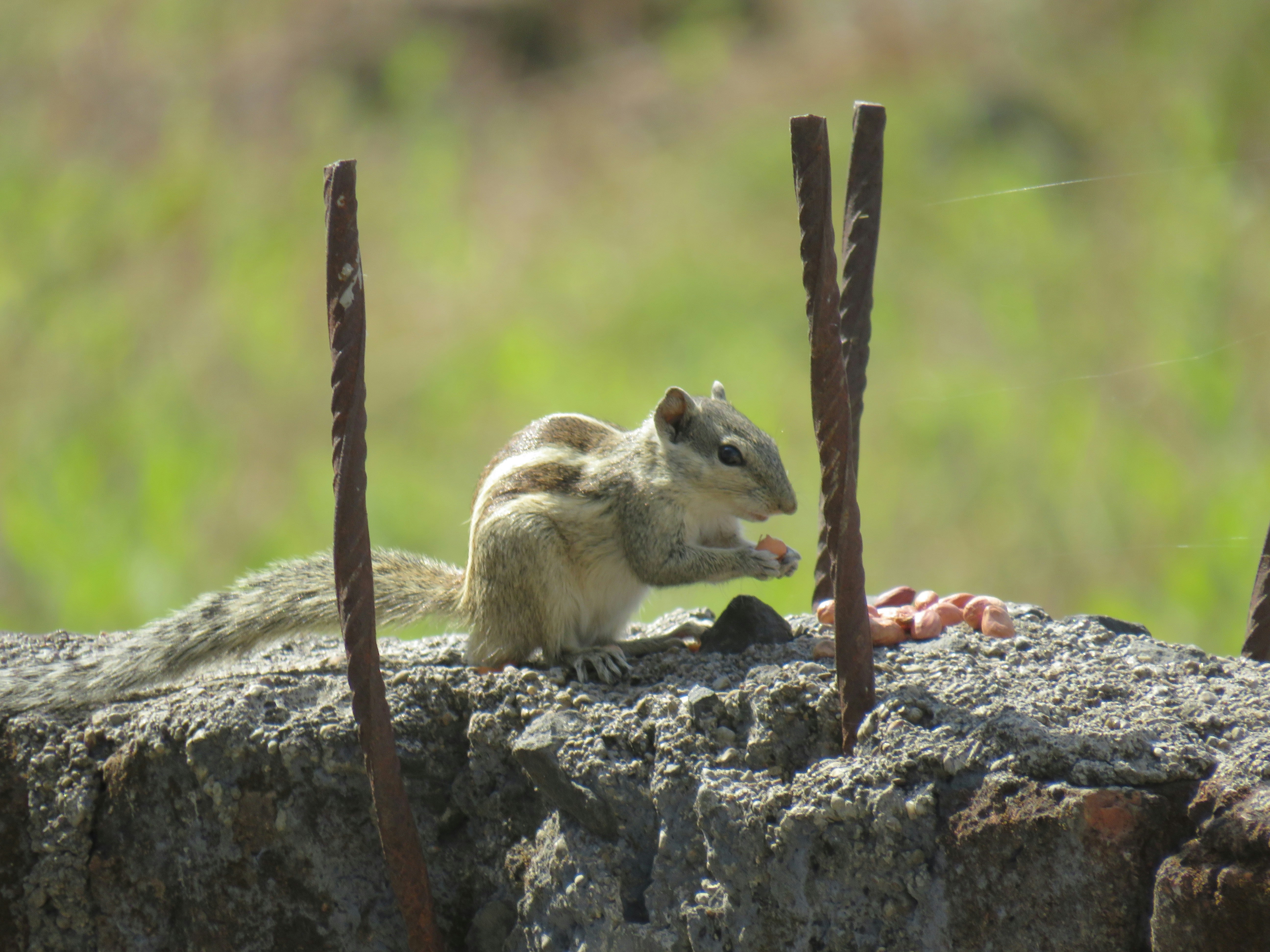 a small squirrel sitting on top of a rock