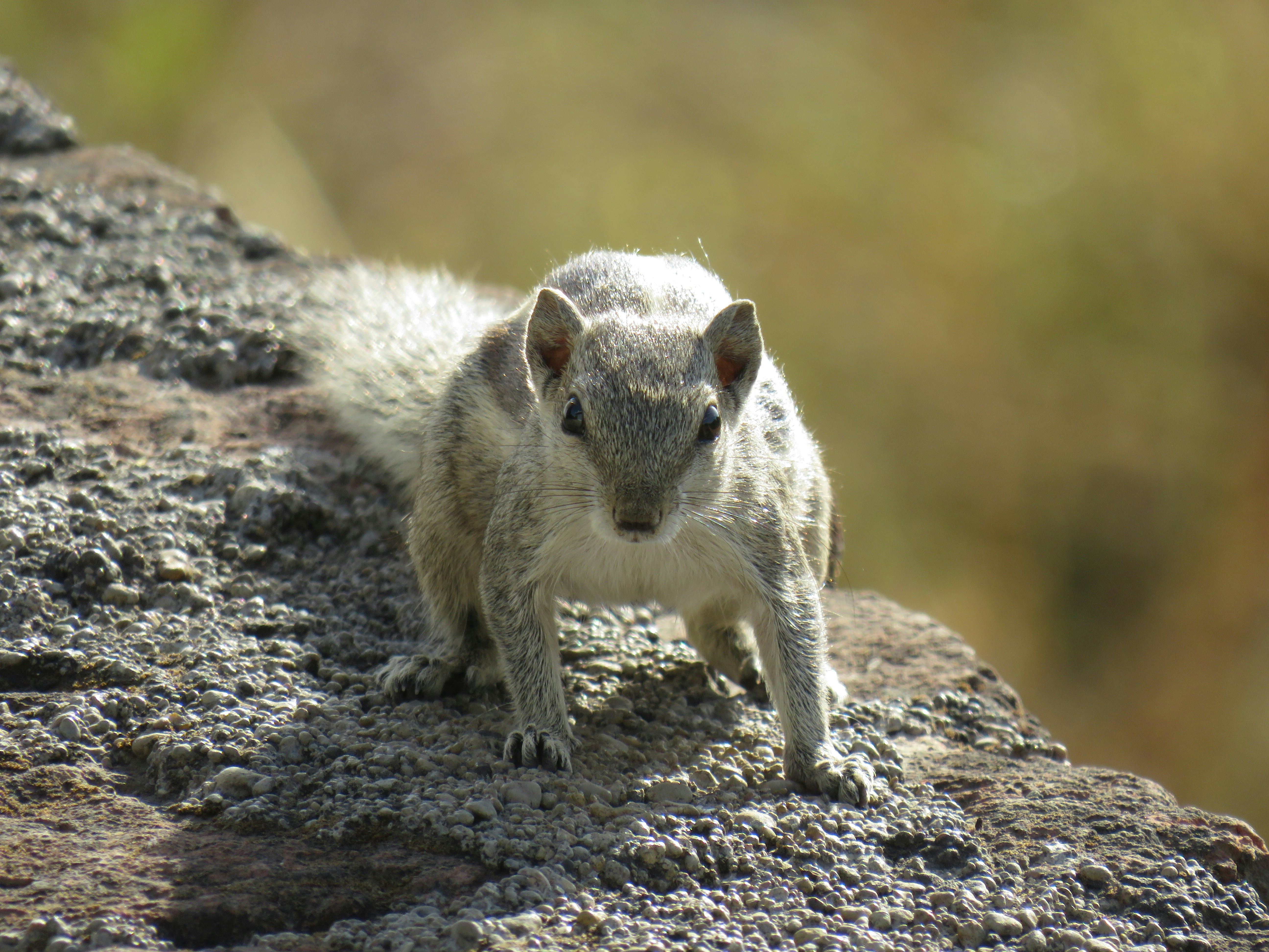 a small animal standing on top of a rock
