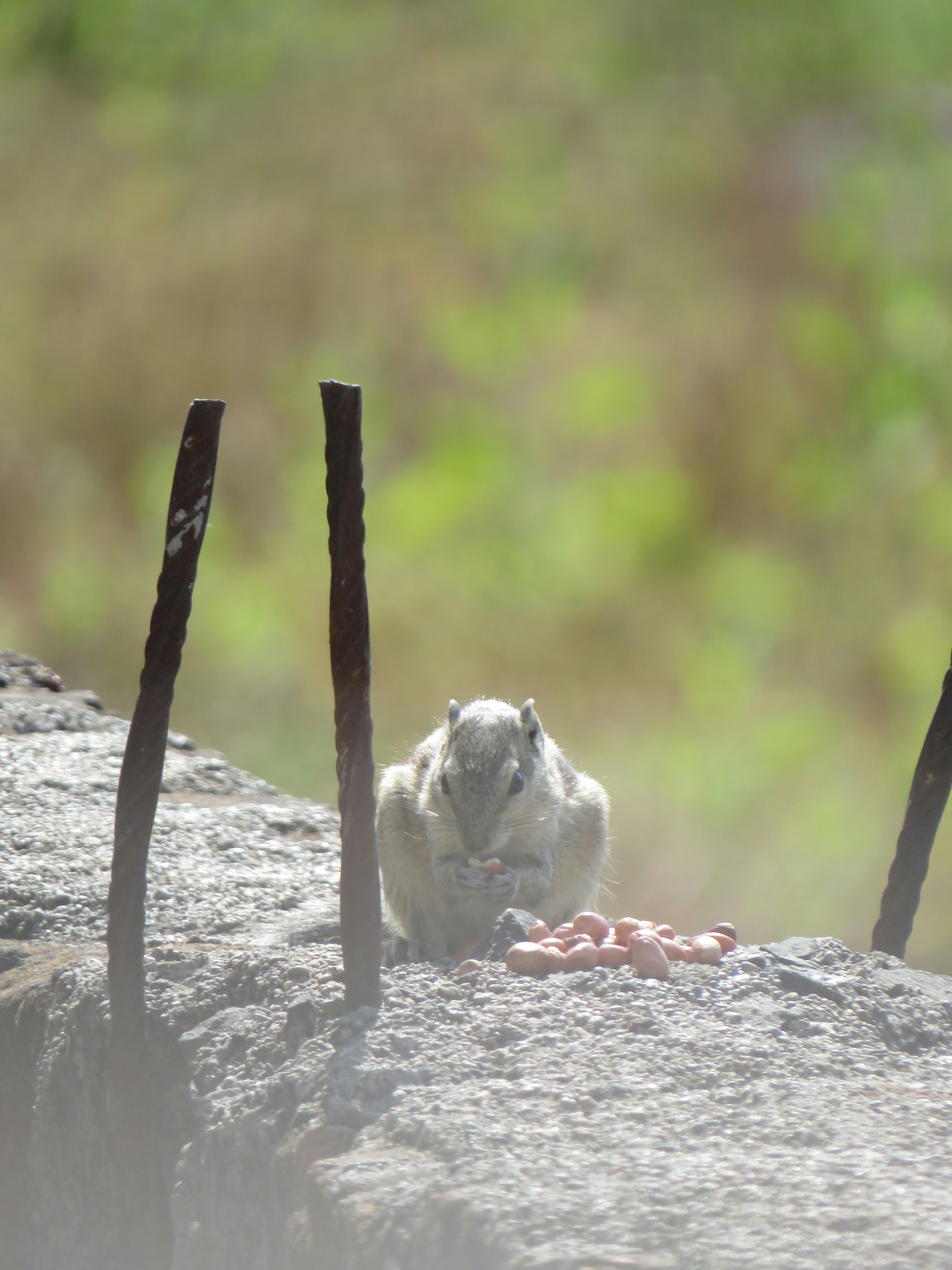 Un petit animal assis au sommet d’un rocher photo – Photo Écureuil ...