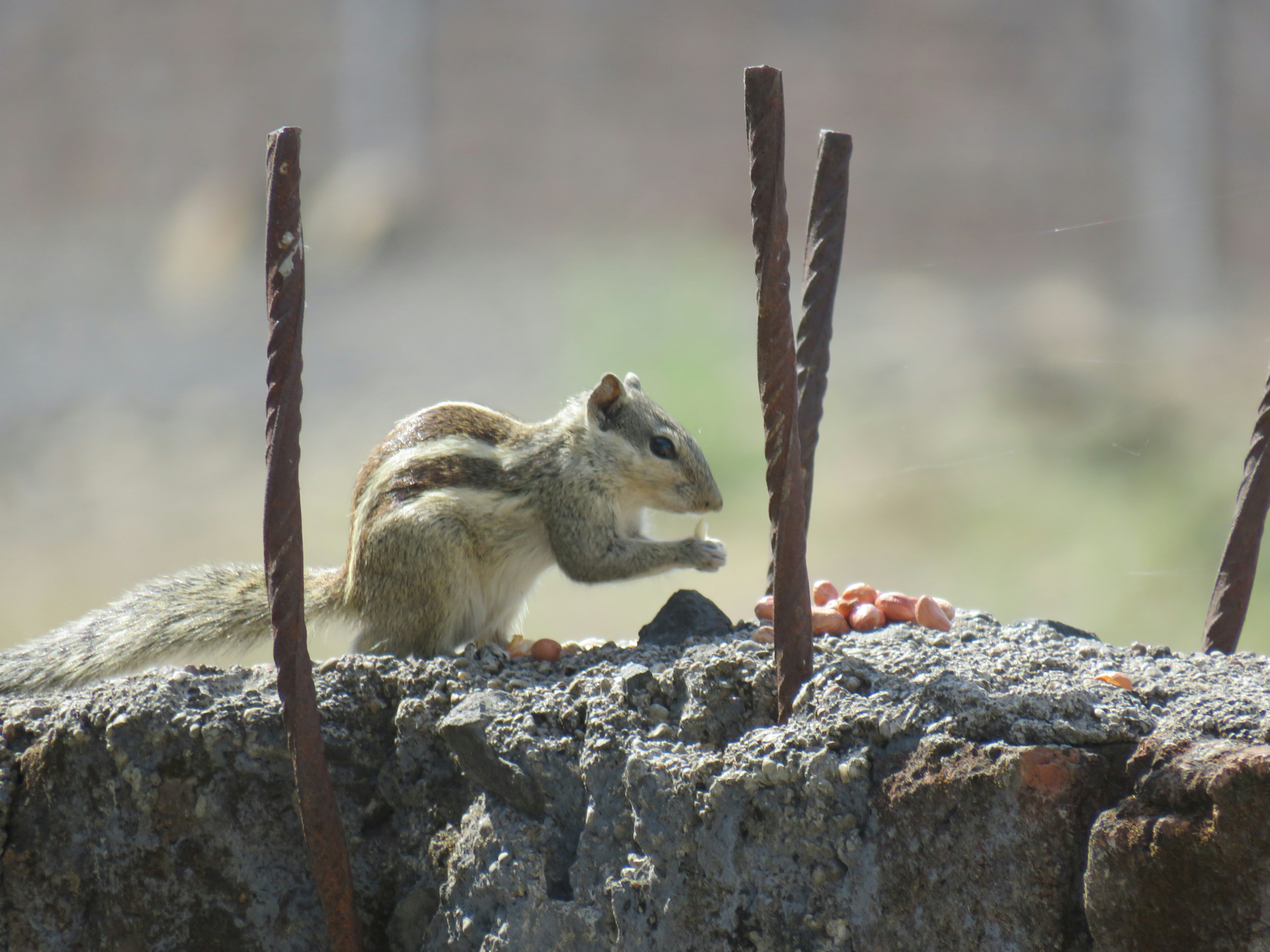 Peanuts on a Weathered Barrier: A Squirrel's Quiet Pause