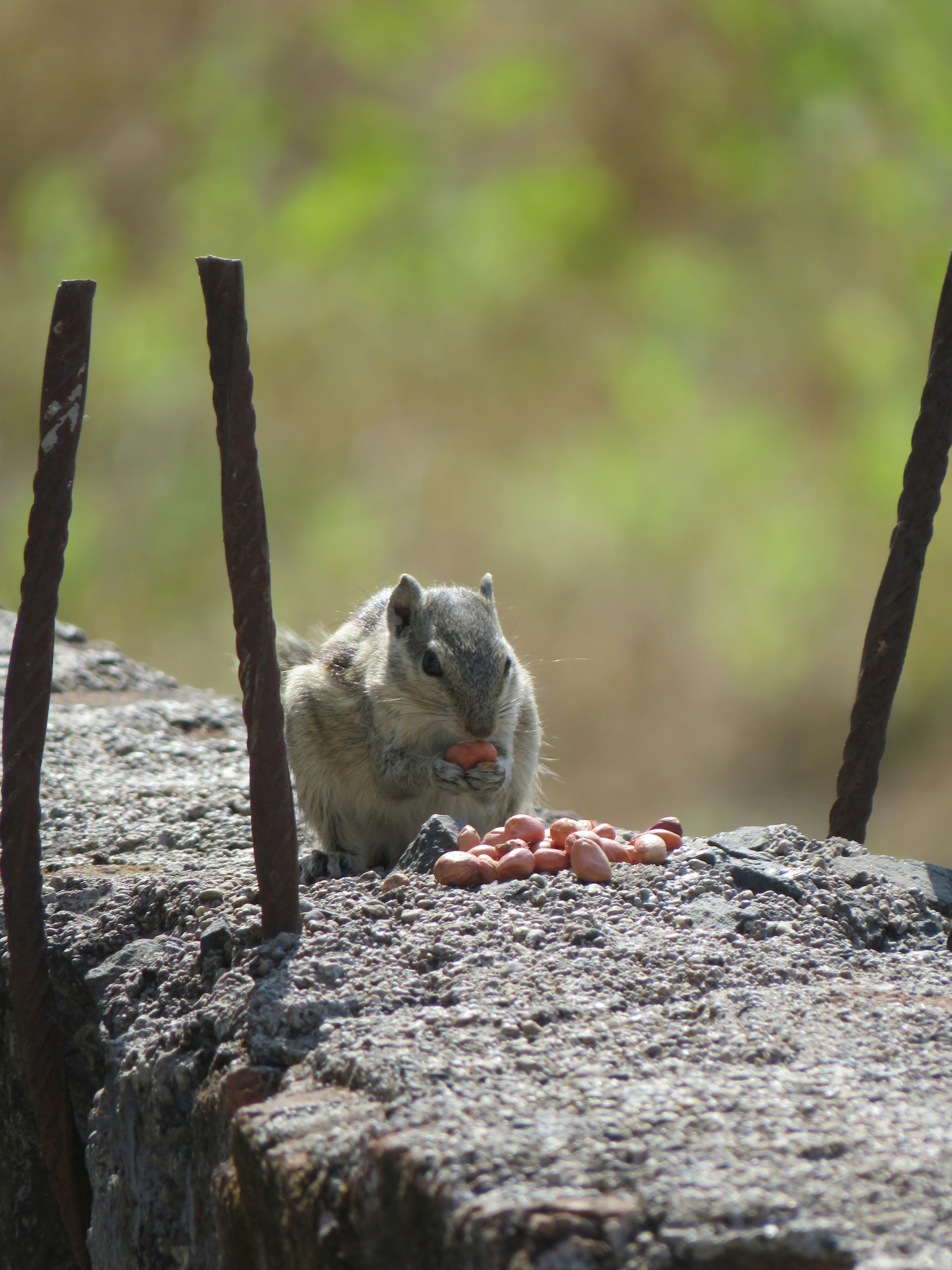 a rodent eating food on a rock