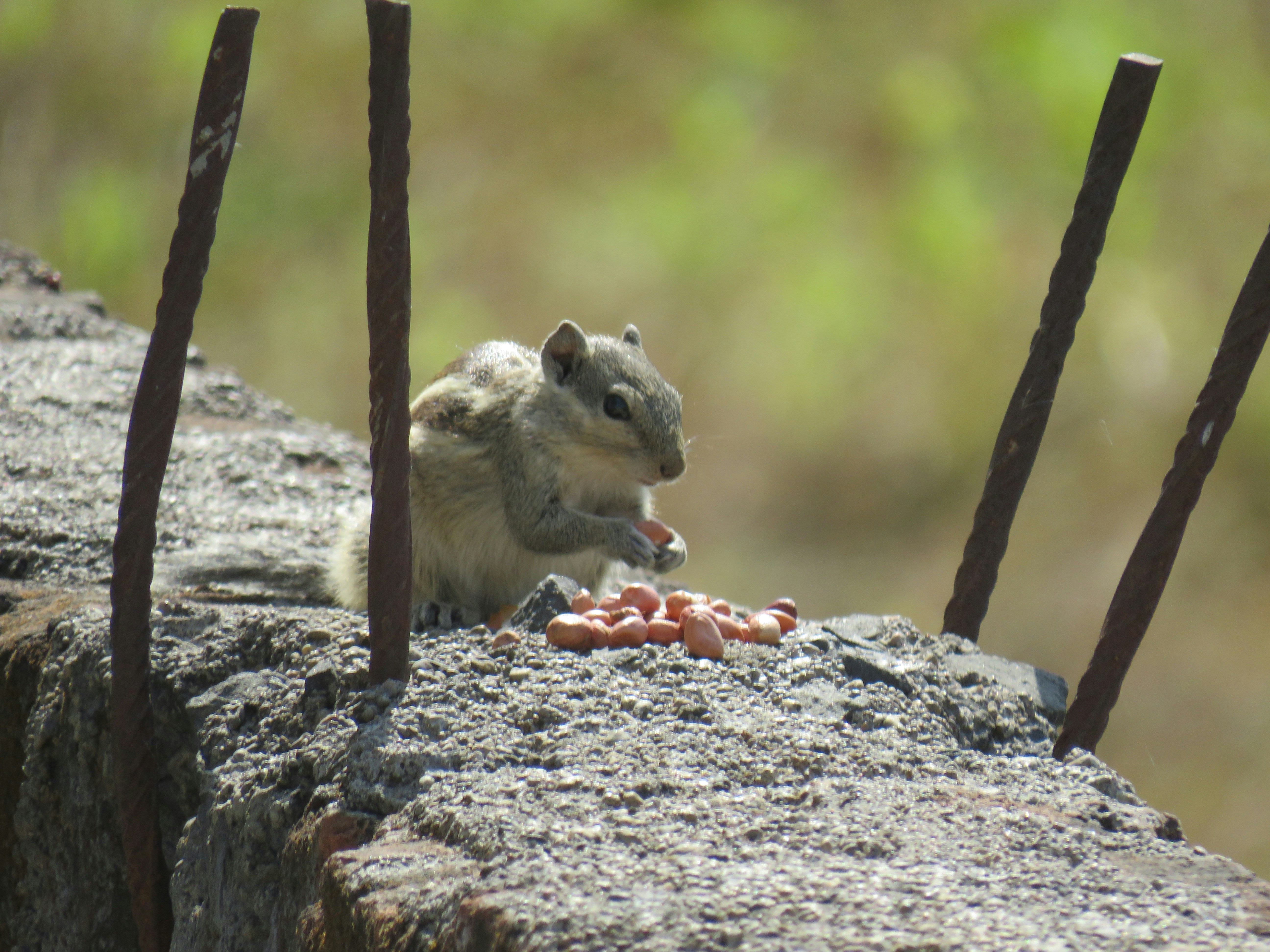 A squirrel eating food from a pile of carrots photo – Free Animal Image on Unsplash