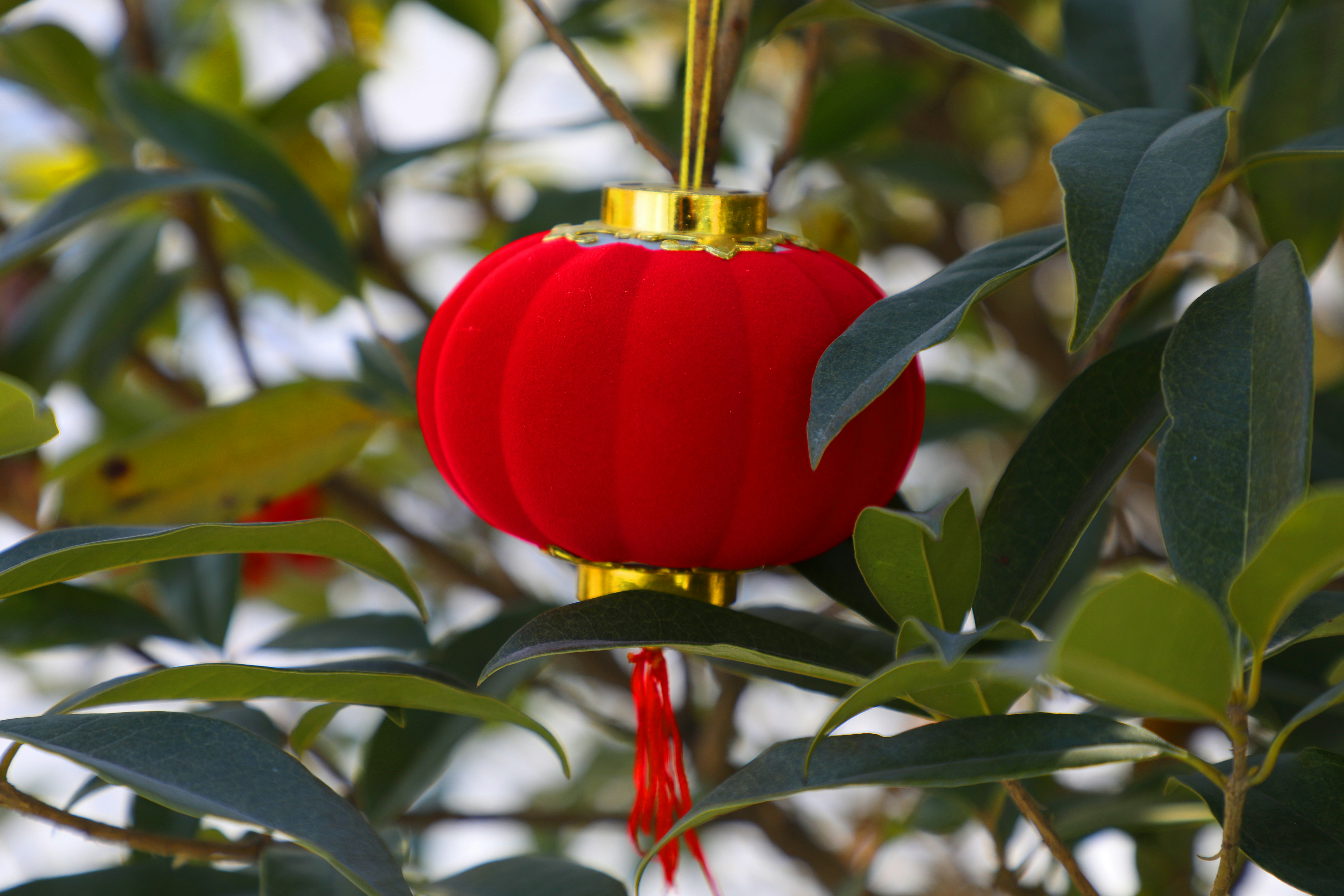 Red Silk Lantern Framed by Emerald Leaves