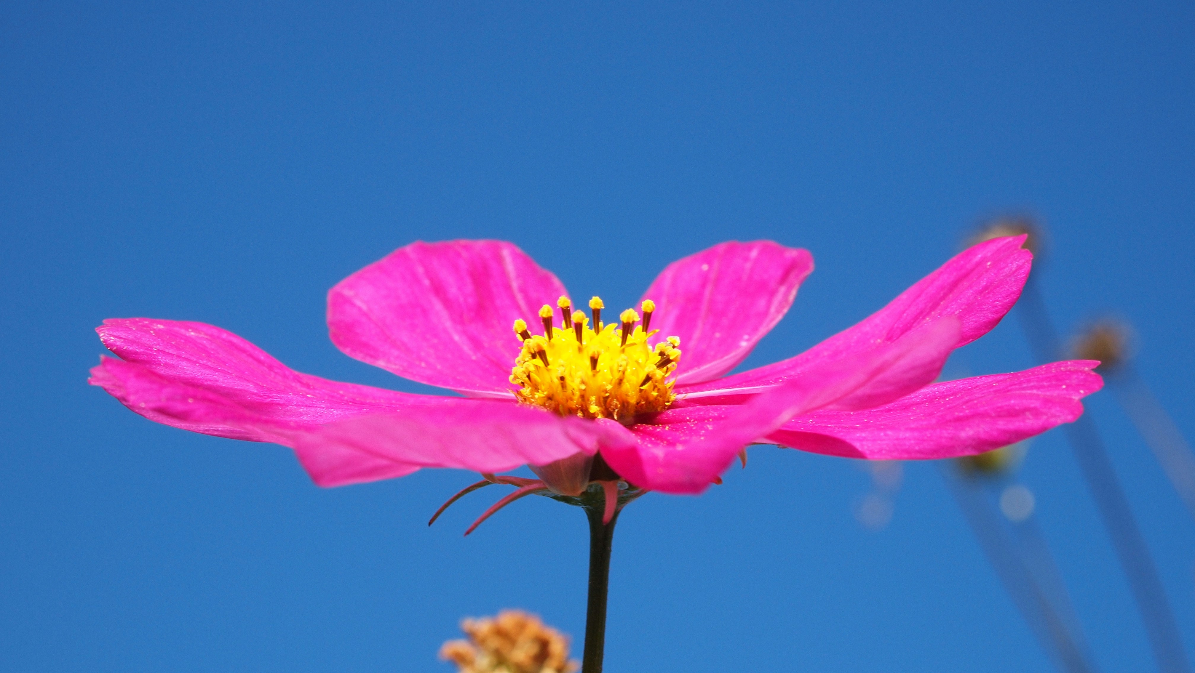 Pink cosmos flower with a bright yellow center stands out against a clear blue sky. The shallow depth of field isolates the bloom from the background.