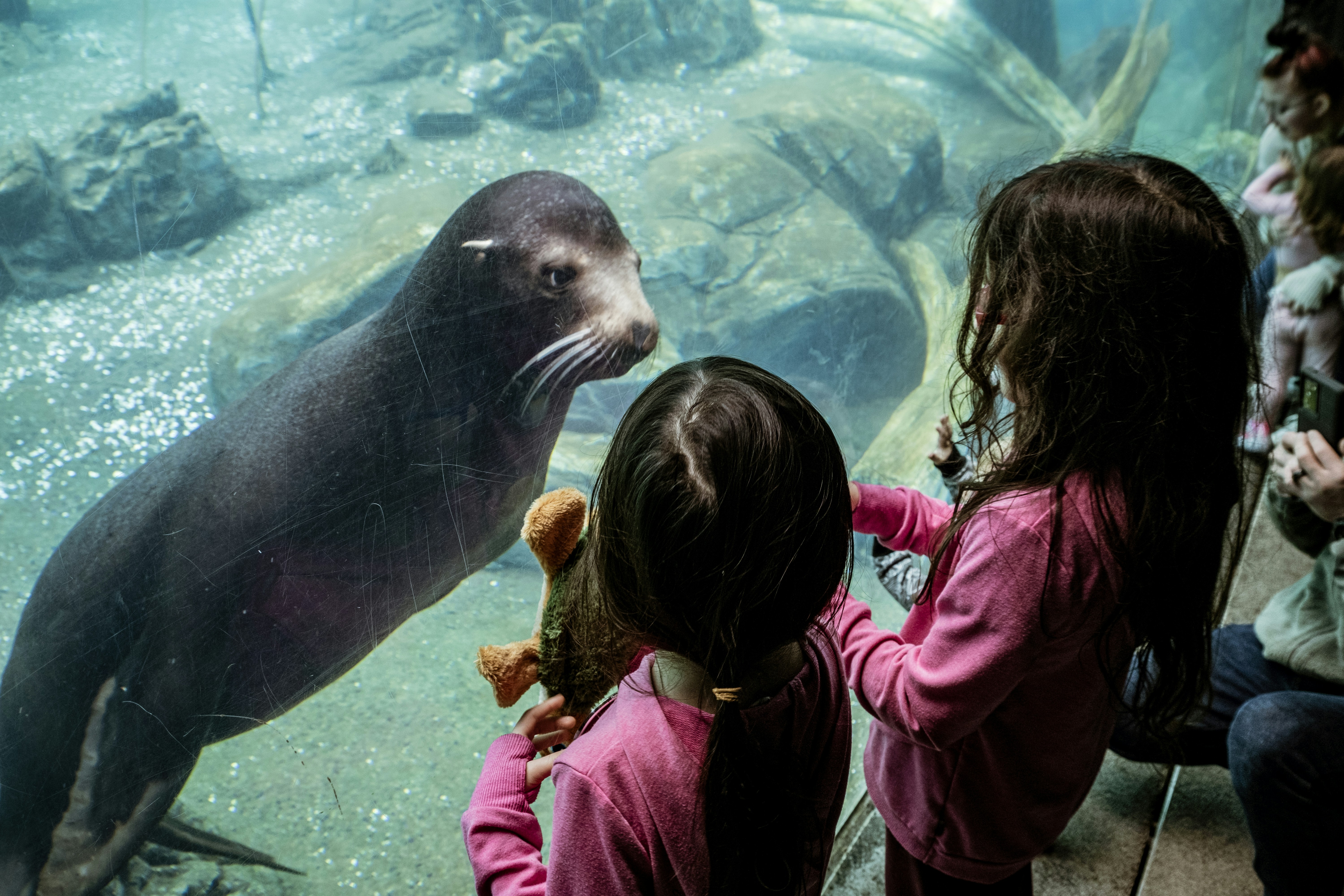 Two children observing a sea lion through an aquarium glass, captivated by the marine mammal's playful demeanor.