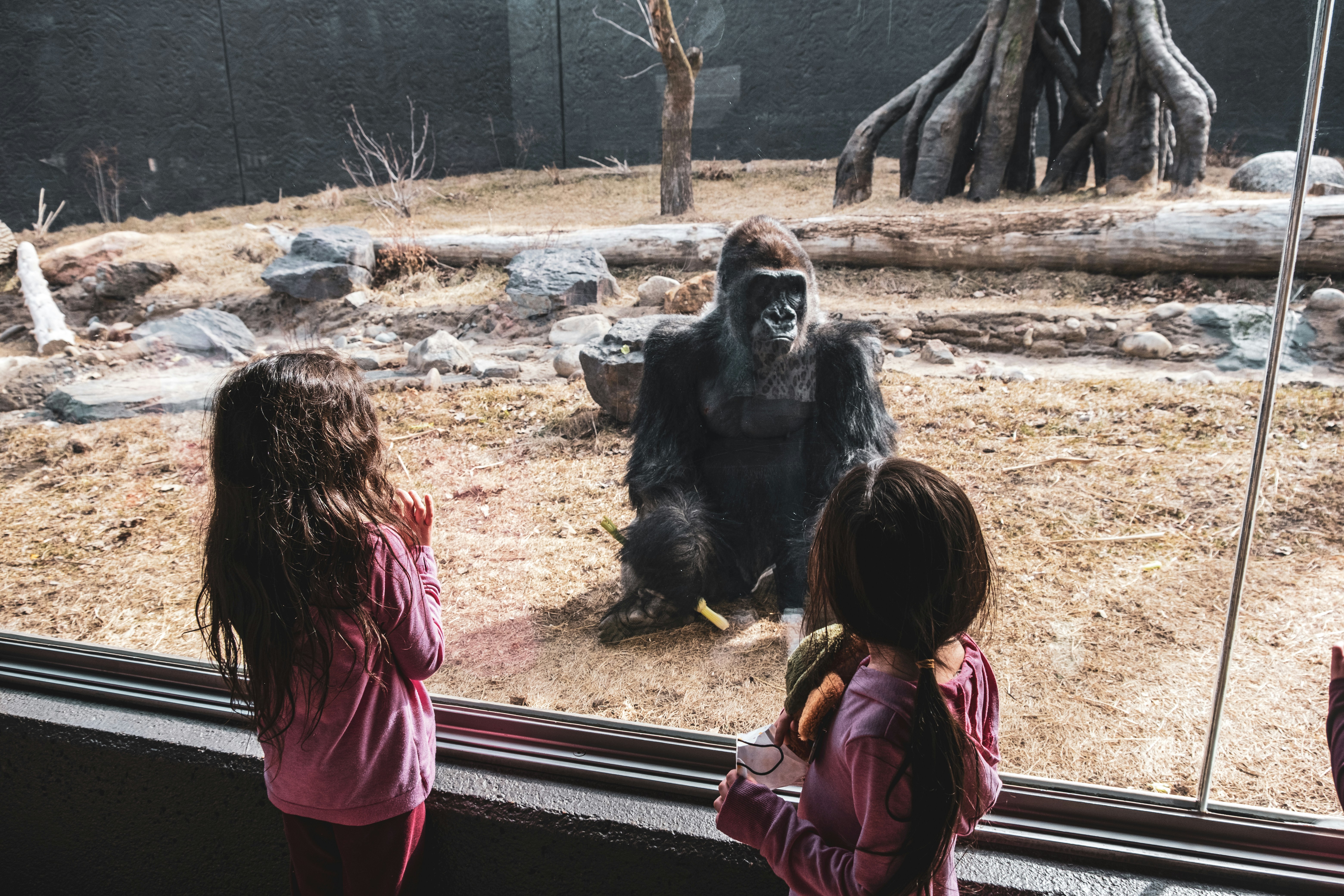Two little girls looking at a gorilla through a window photo – Free ...