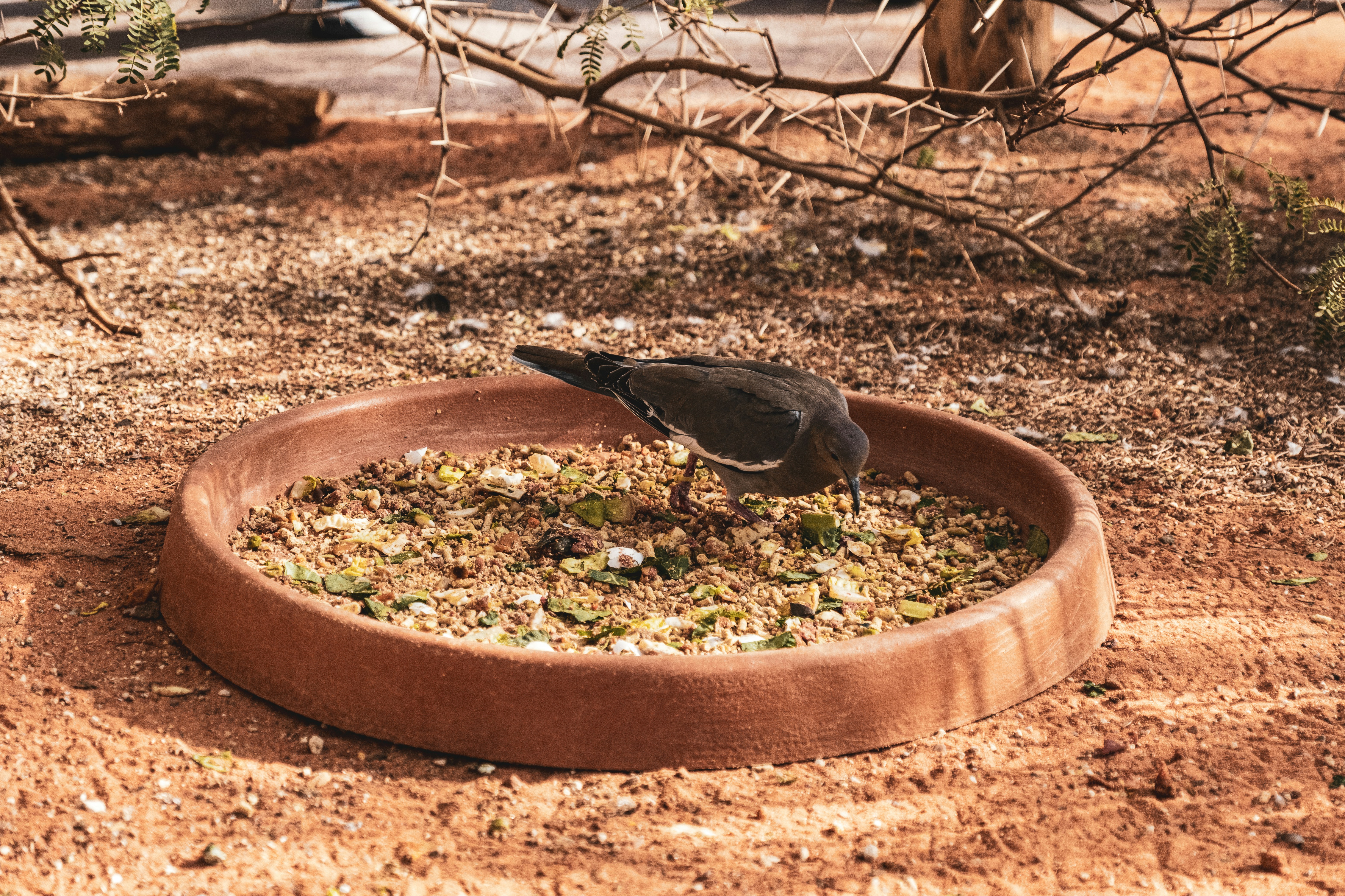 Herded by the Circle: A Bird at the Edge of a Terracotta Feeder