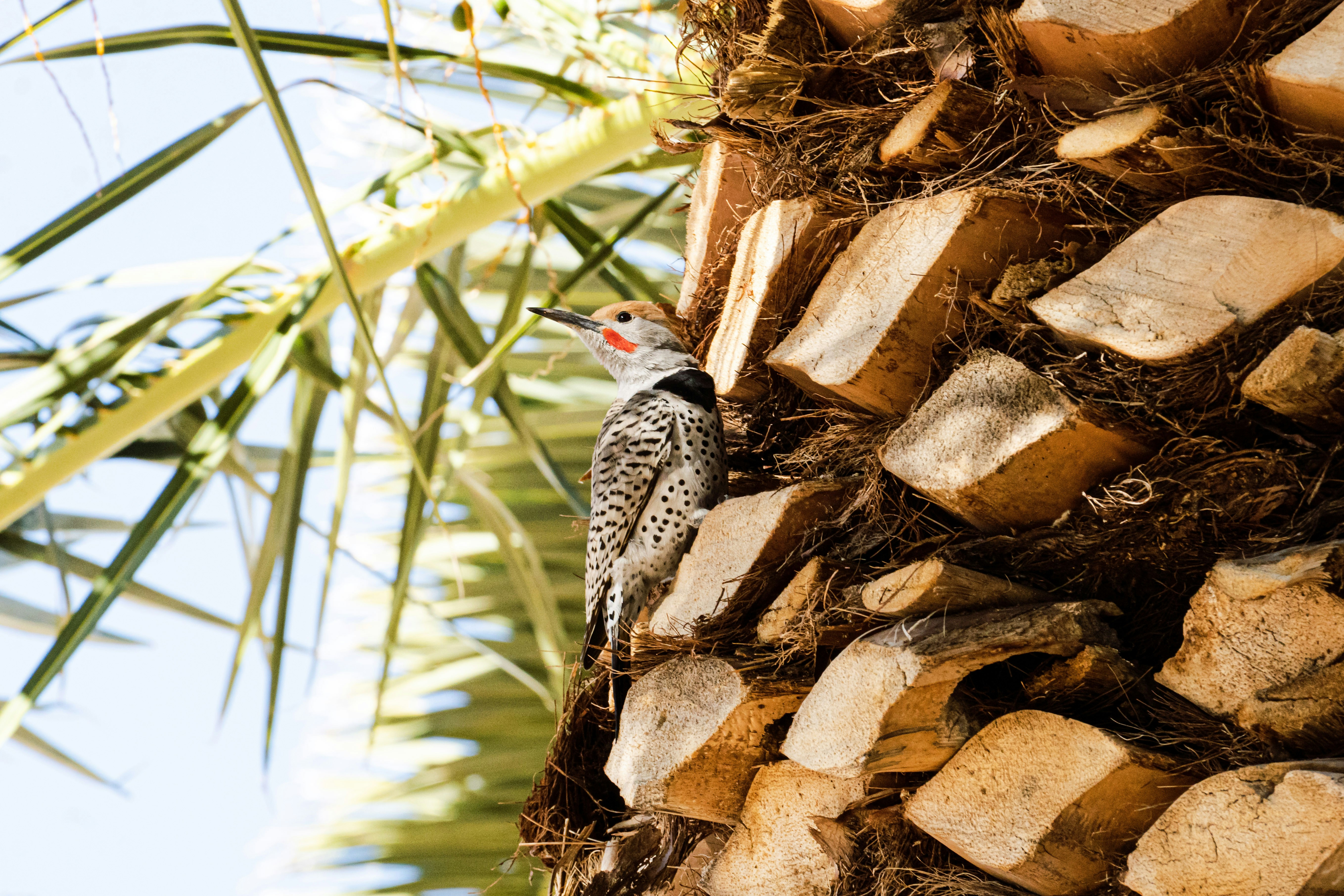 a bird perched on top of a pile of wood