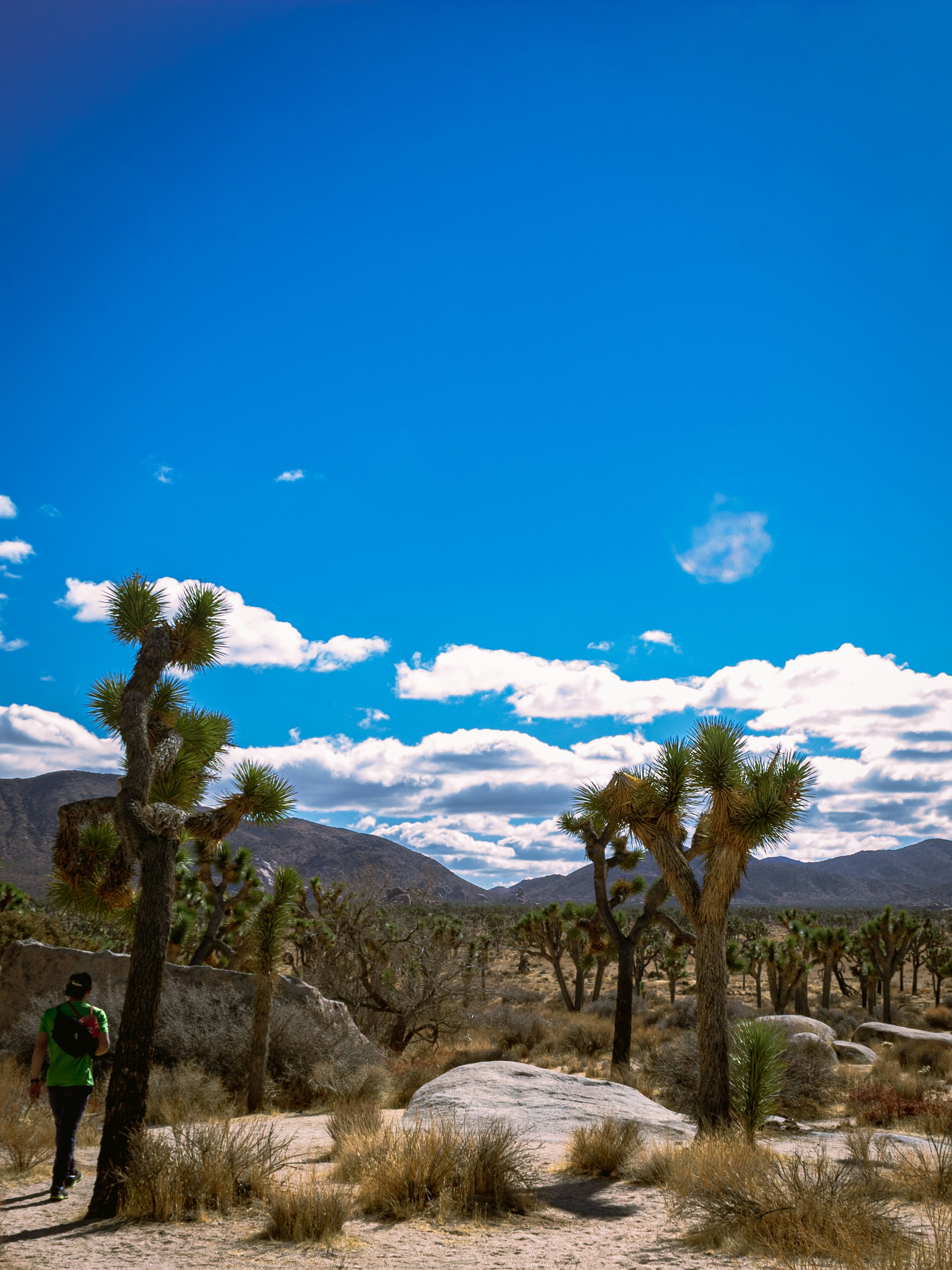 Hiker and Joshua Tree Tapestry Under a Vast Azure Sky