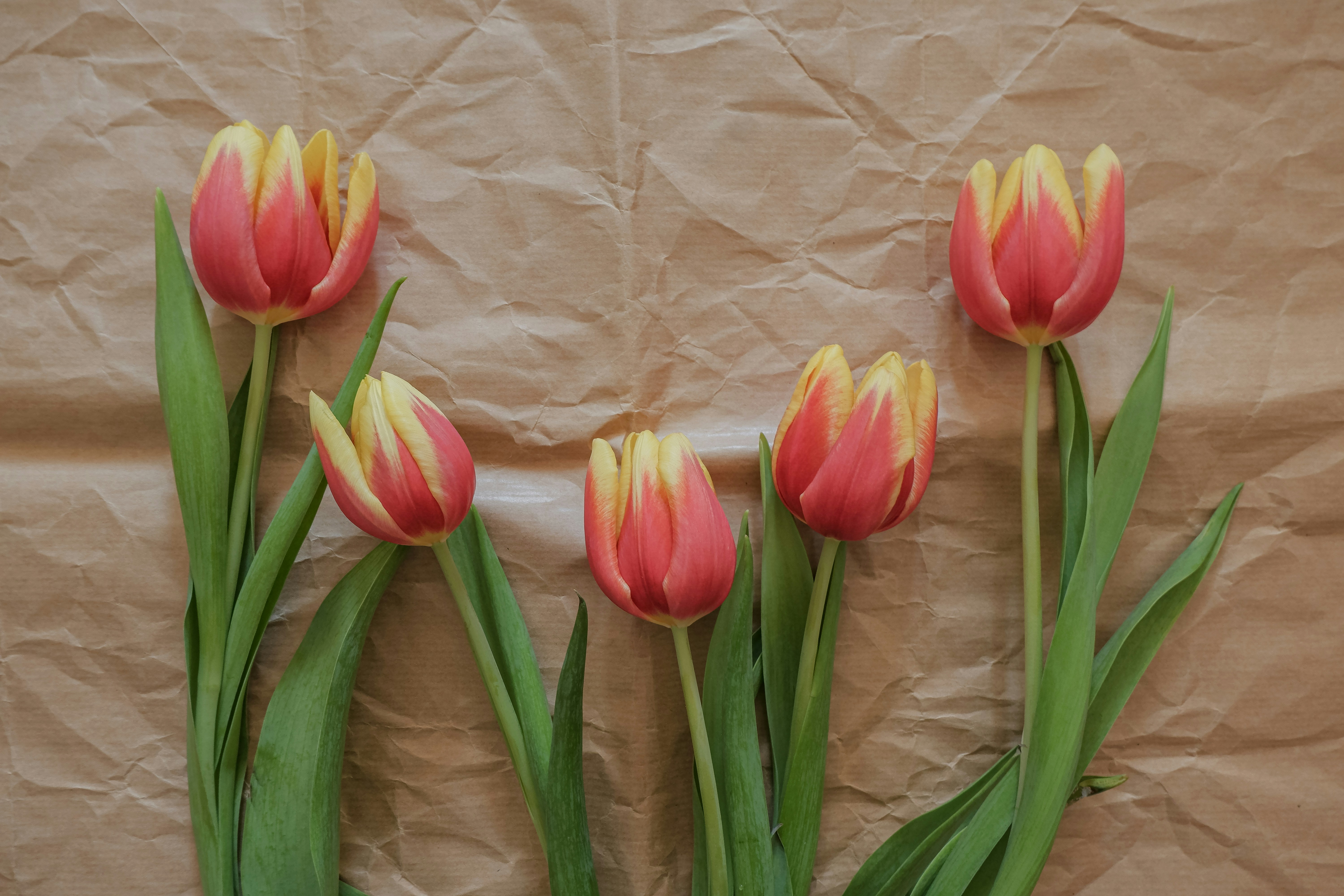 Vibrant pink and yellow tulips arranged gracefully on crumpled brown paper, showcasing the beauty of spring blooms.
