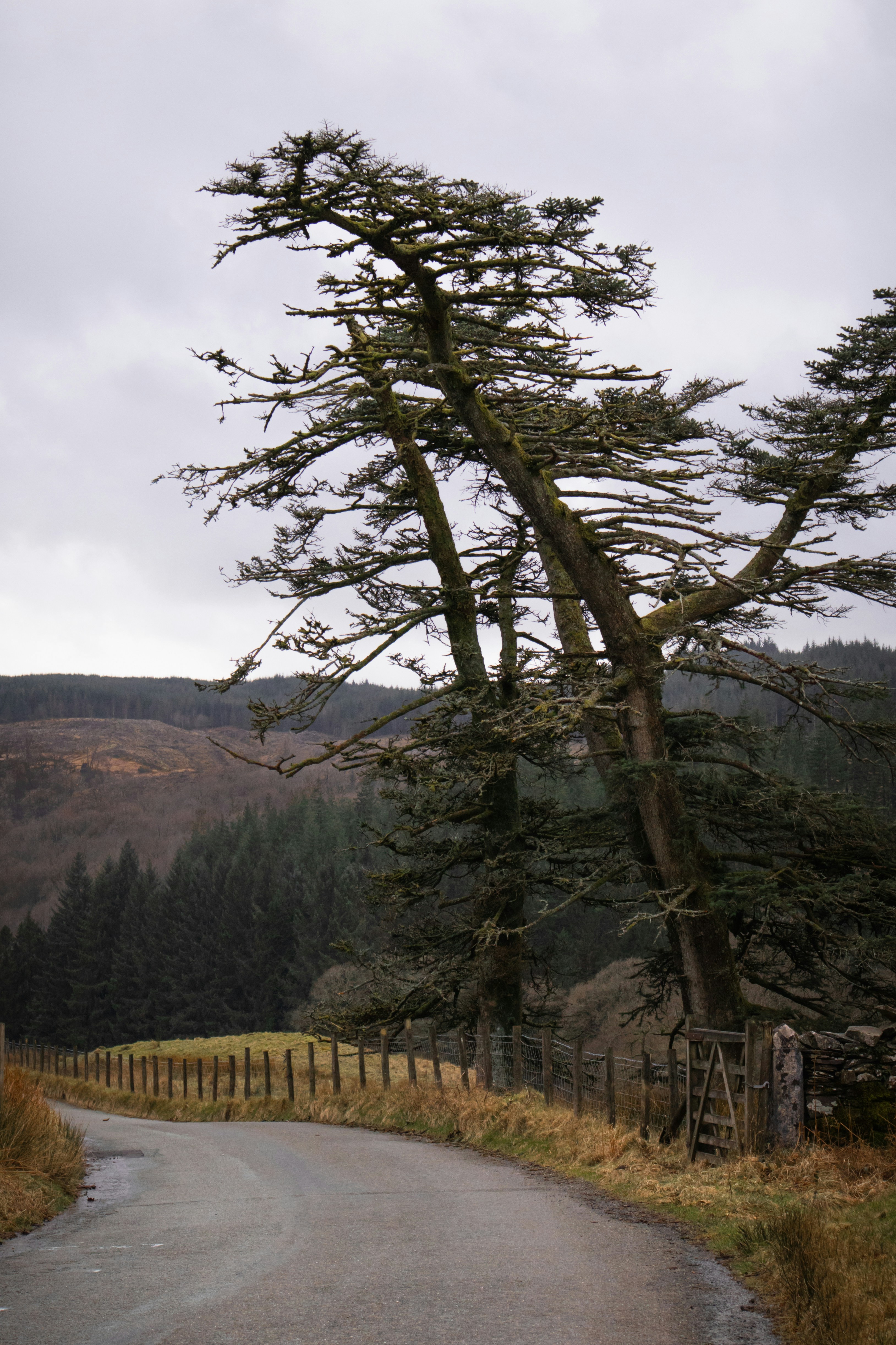 Wind-Sculpted Sentinel by the Road