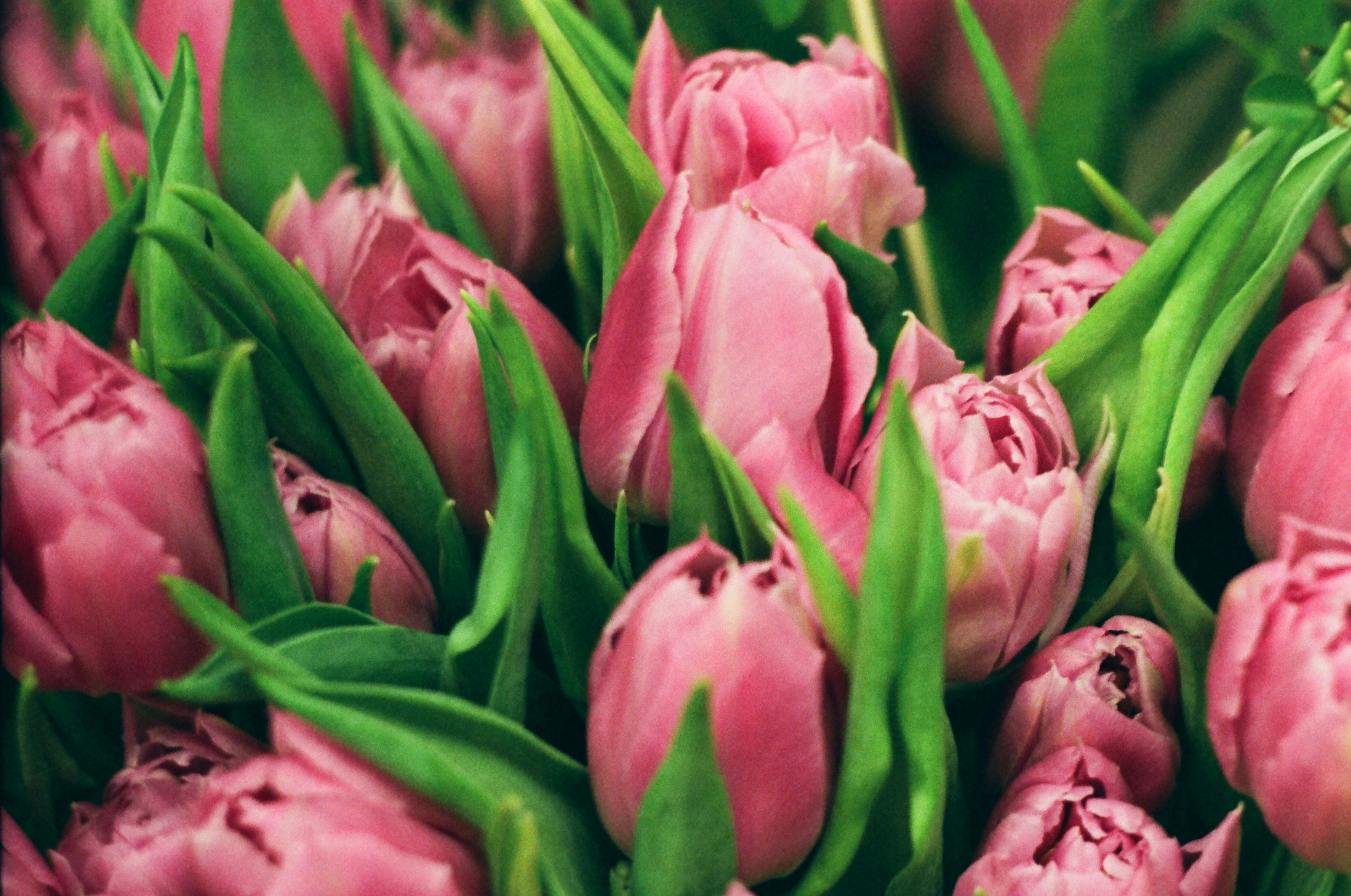 Vibrant pink tulips nestled among lush green leaves, showcasing their delicate petals and inviting charm.