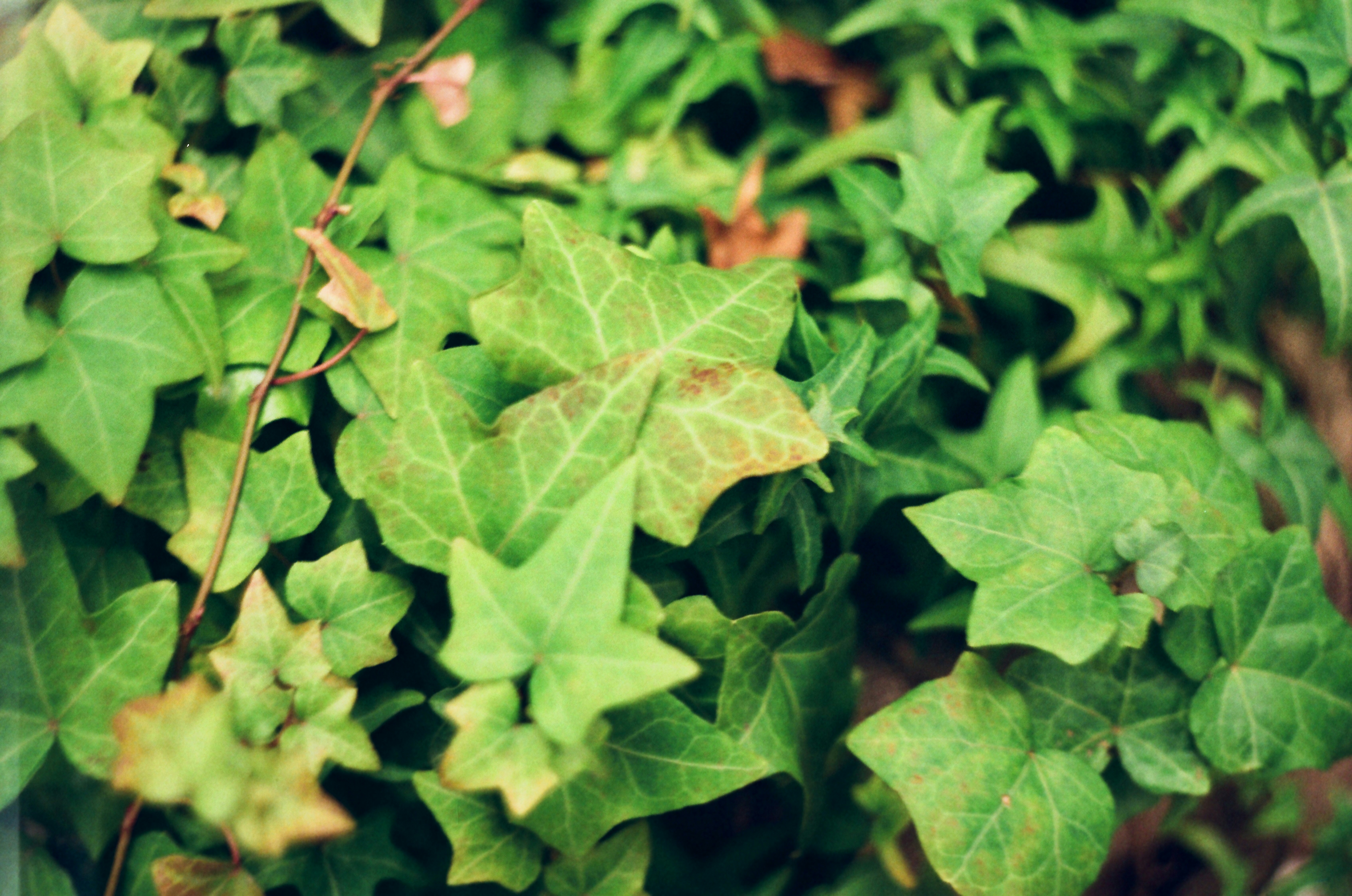 Close-up of lush green ivy leaves showcasing their diverse shapes and textures.