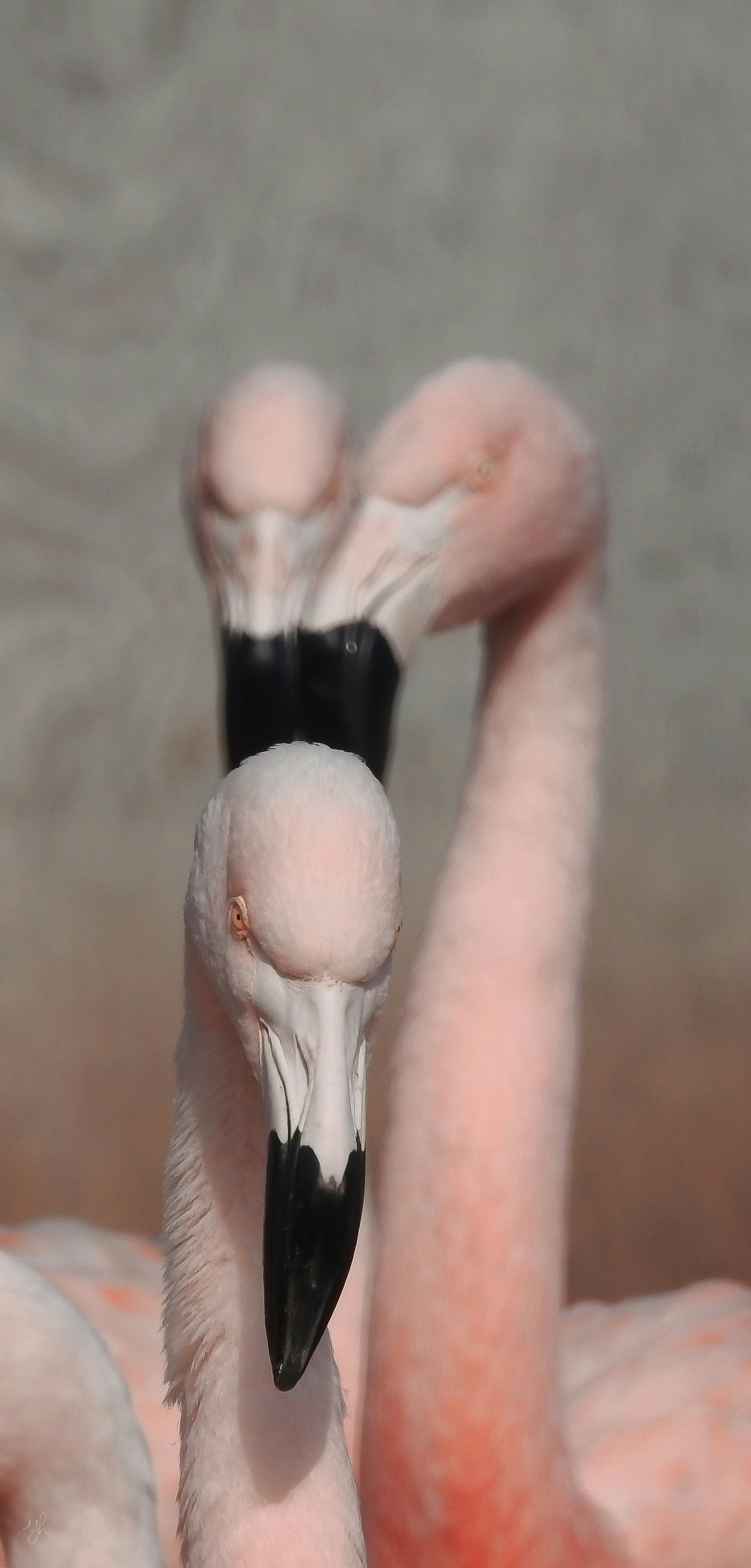 Three flamingos with varying neck positions create a dynamic composition against a softly blurred background.