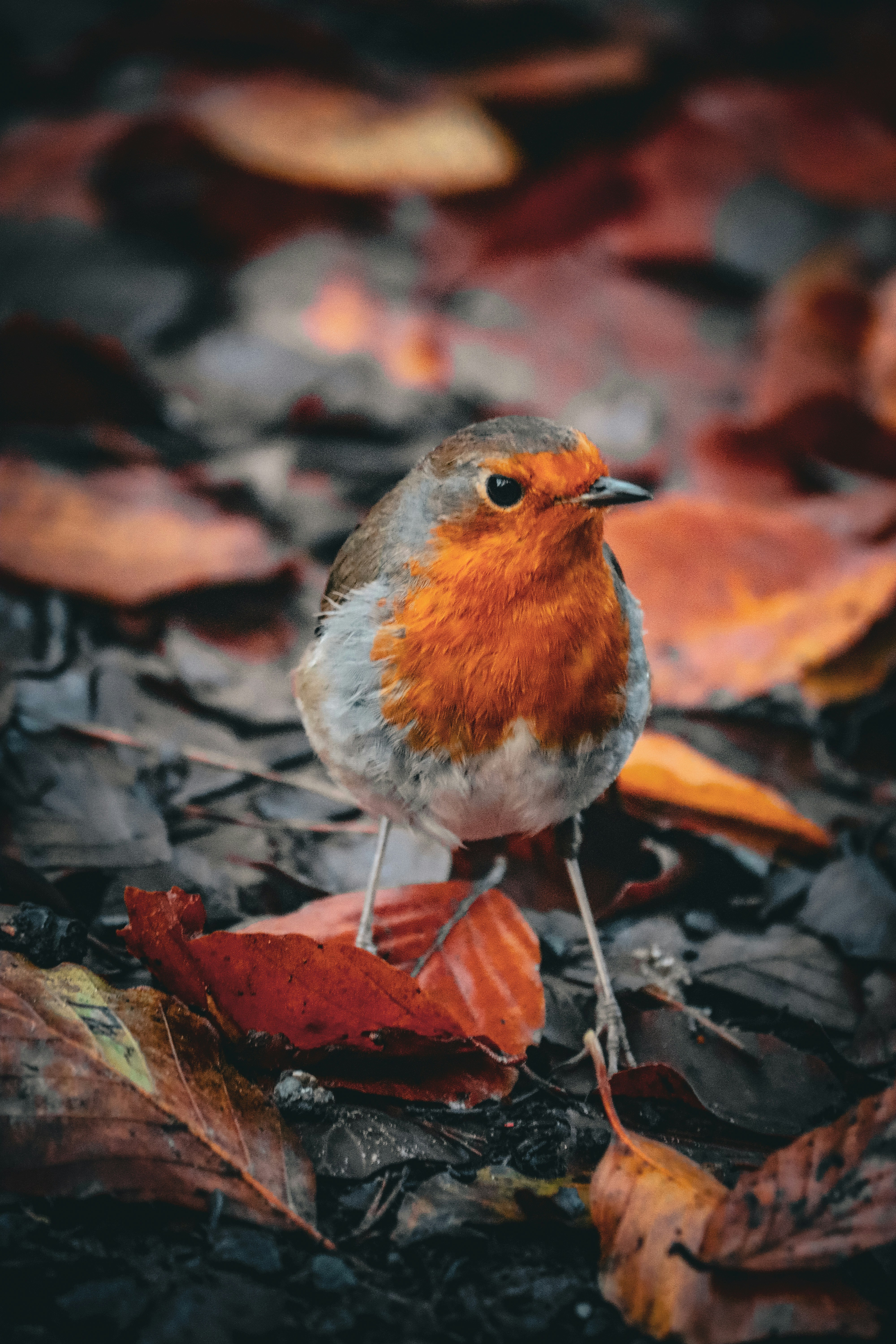 A European robin perched among vibrant autumn leaves, showcasing its distinctive orange breast against a backdrop of earthy tones.