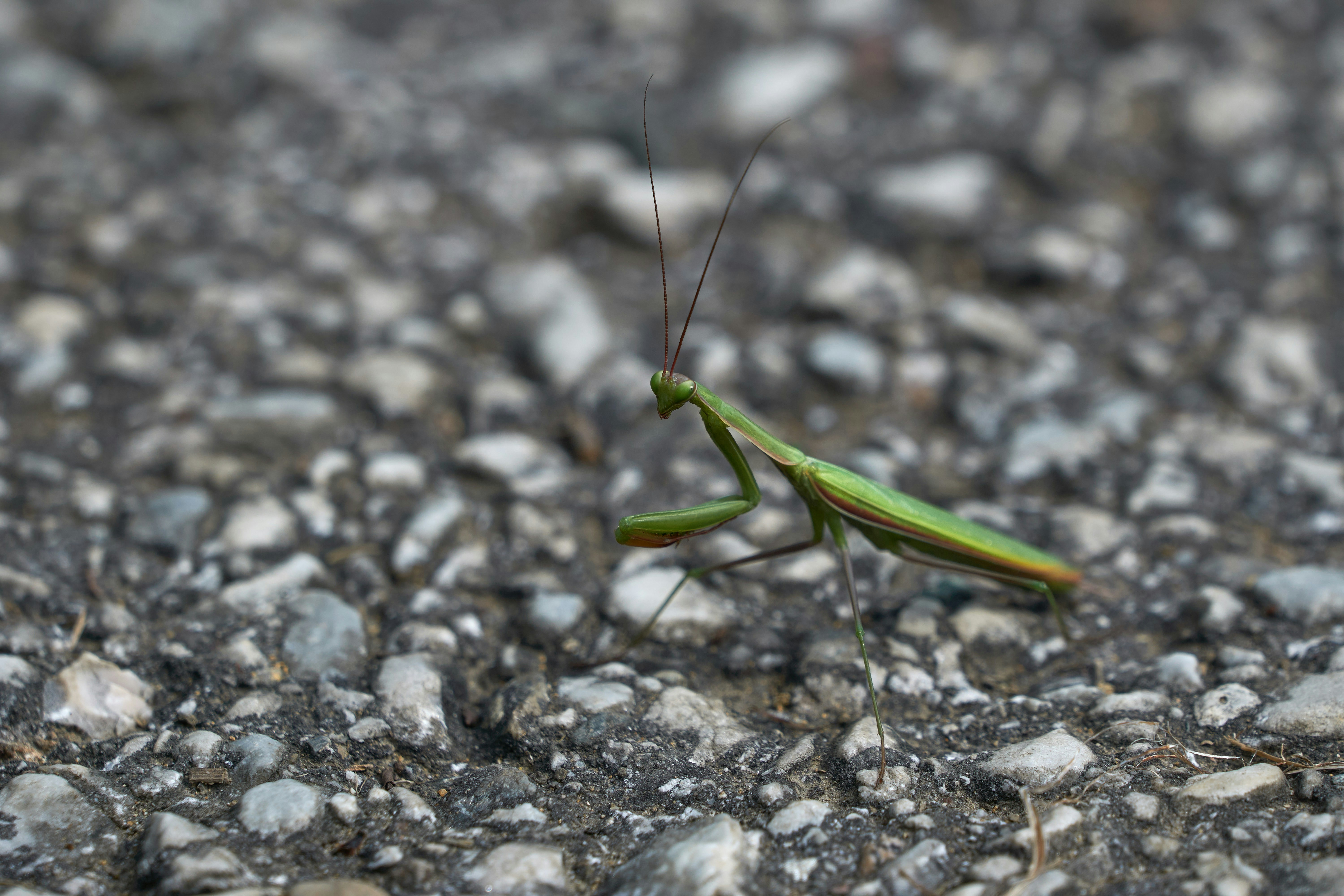 Une mantisse religieuse verte assise sur le sol photo – Photo Insecte ...