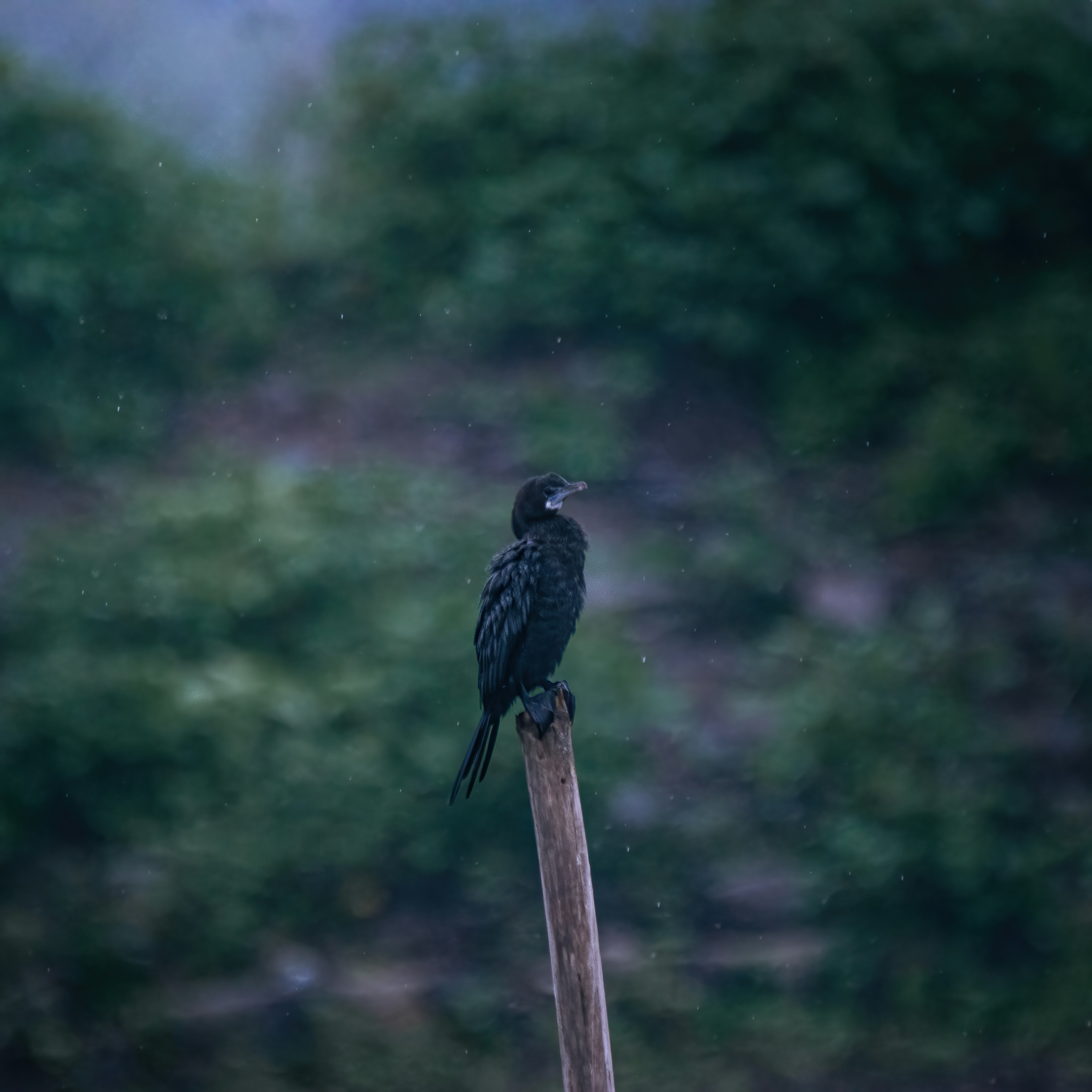 Indian cormorant