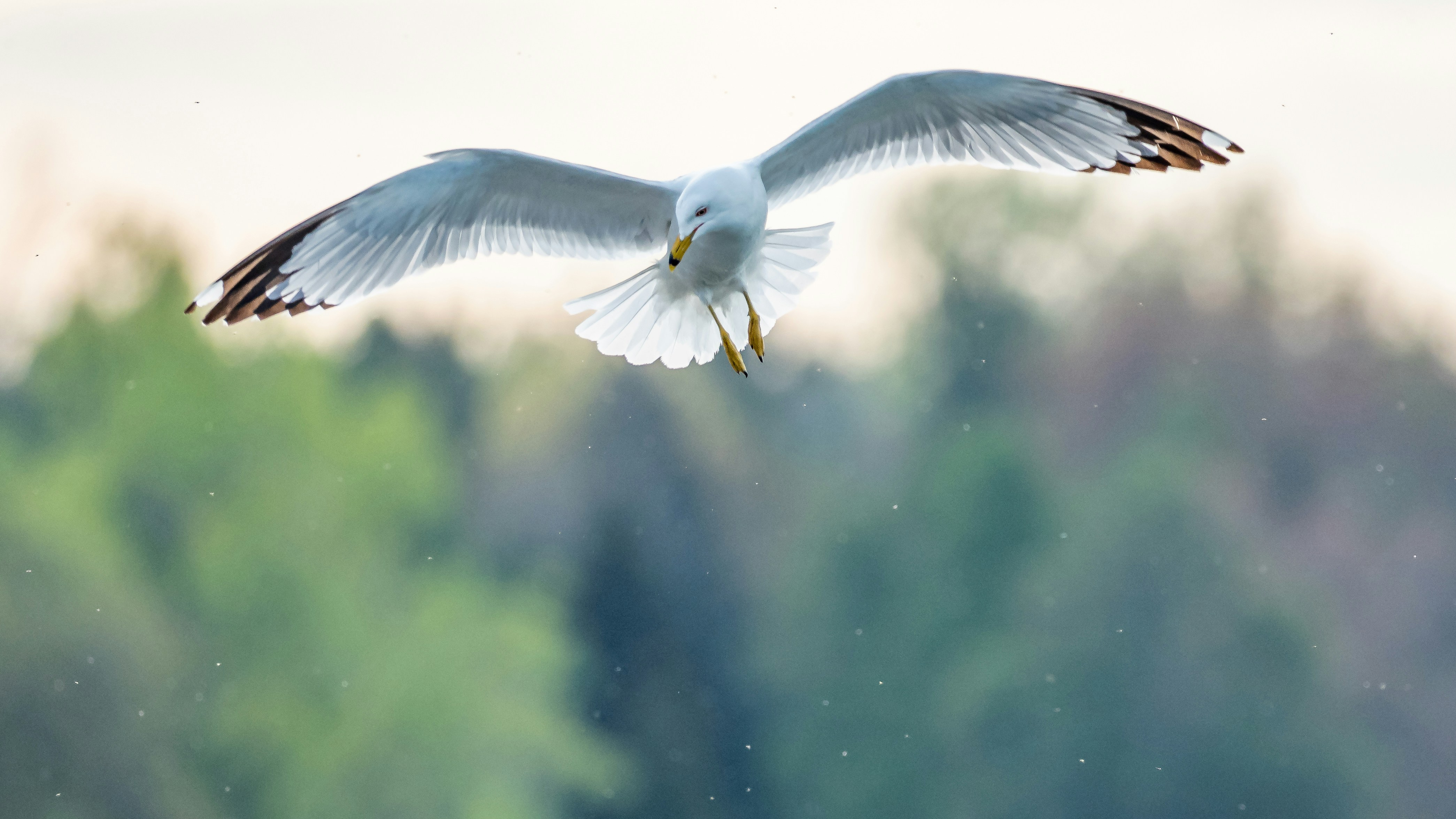 A white bird flying over a forest filled with trees photo – Free ...