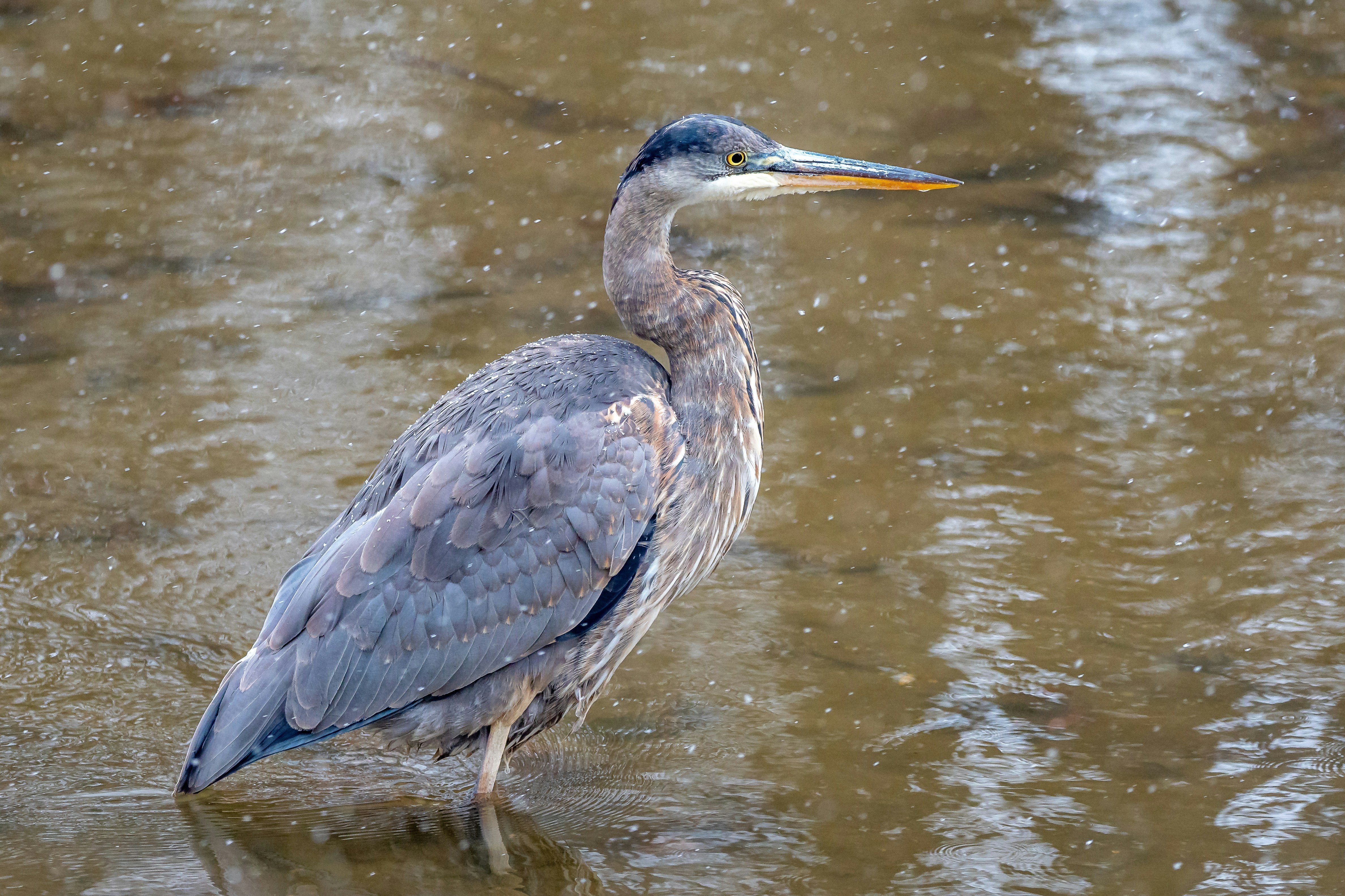 Blue Heron Pictures | Download Free Images on Unsplash