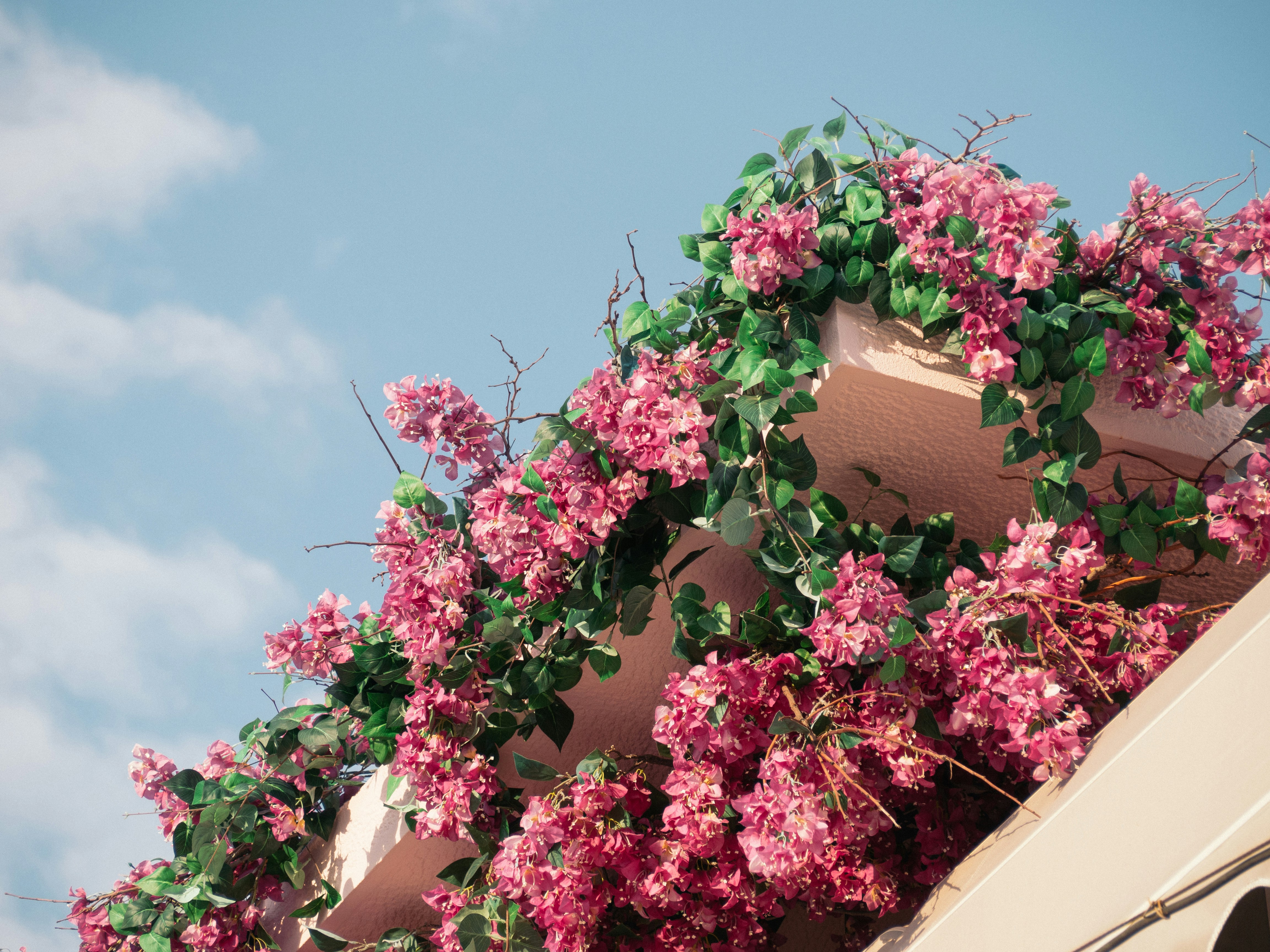 Bougainvillea Cascade over a Peach Stucco Balcony