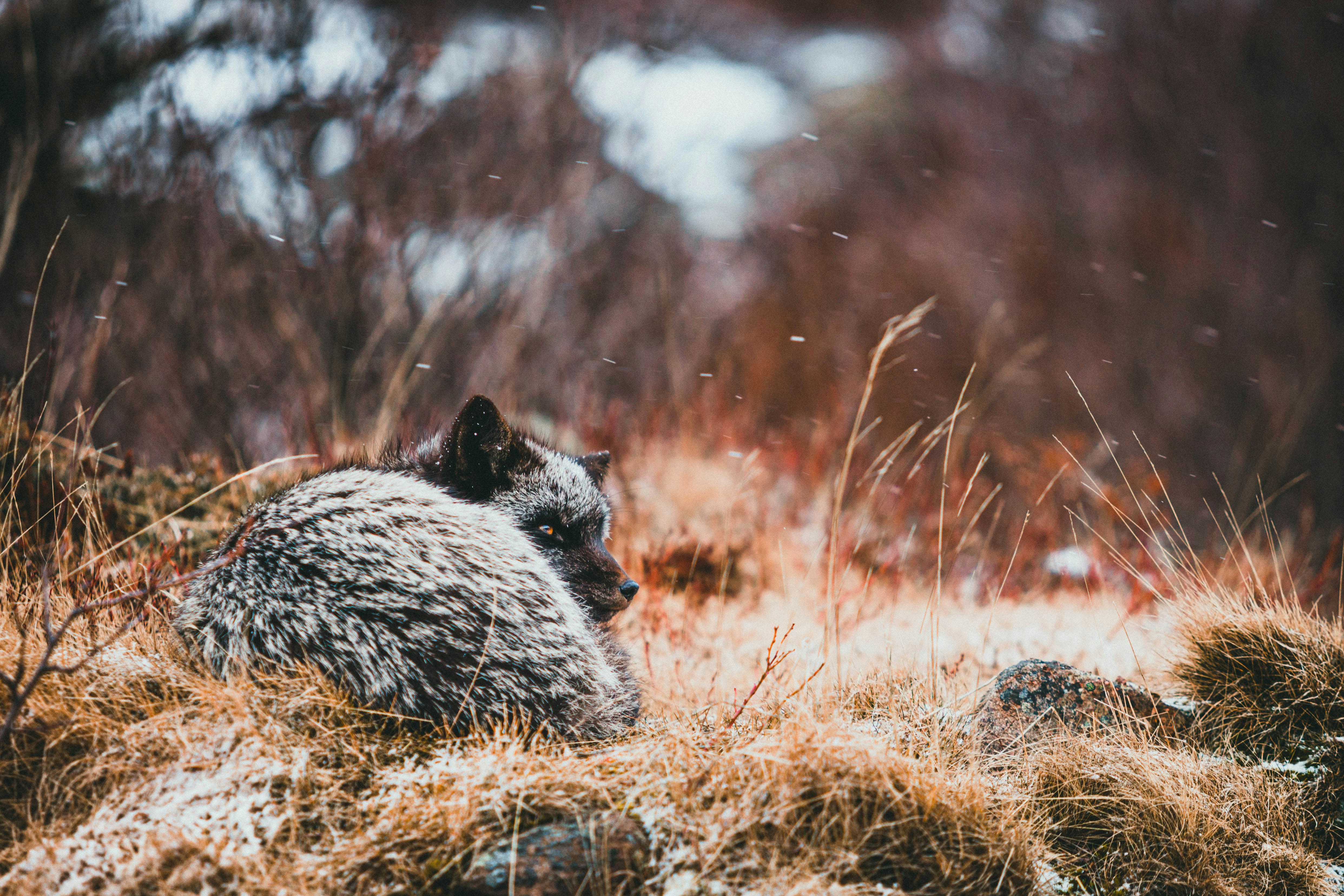 Winter Rest on a Meadow: A Marmot Keeps Watch