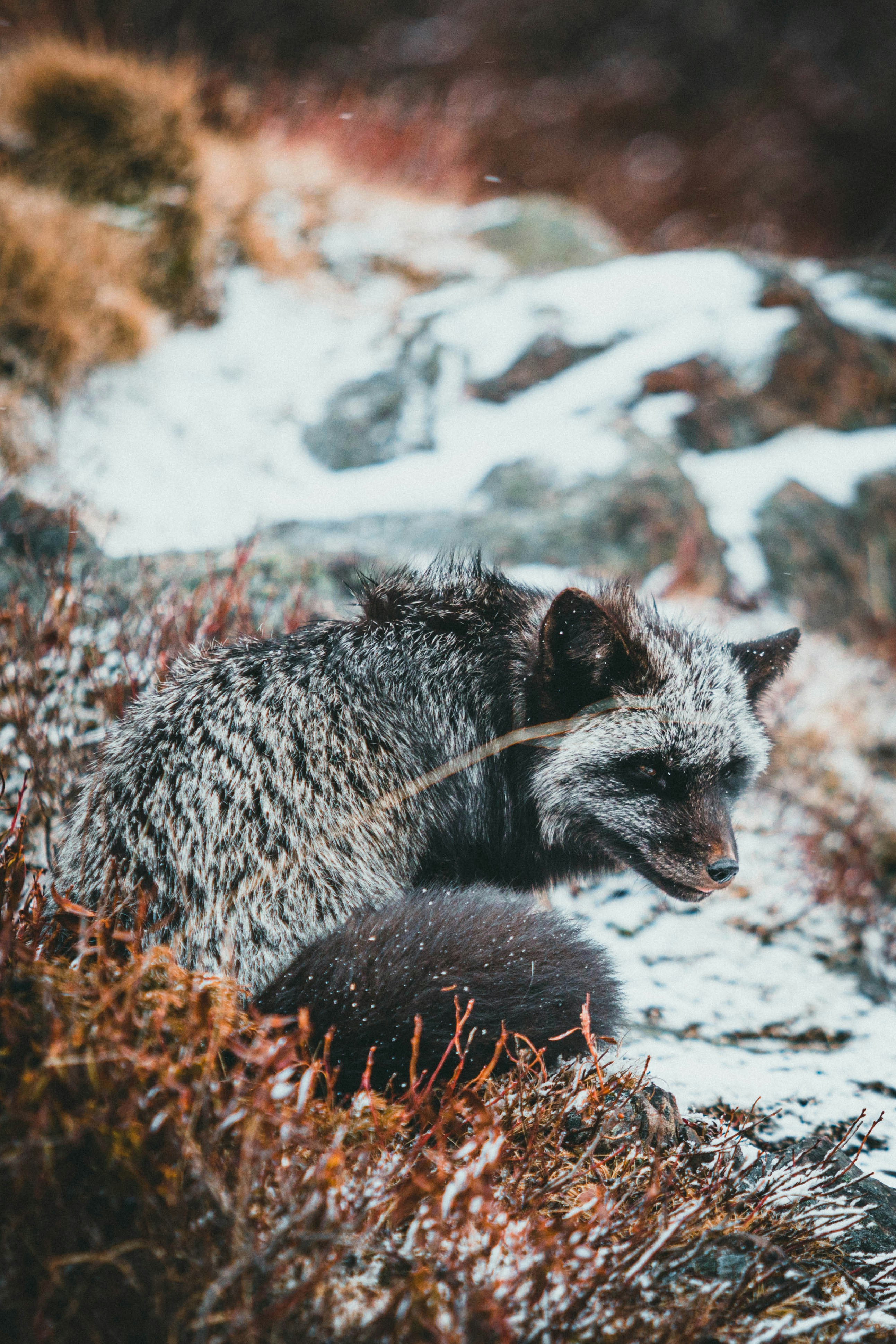 Winter Watcher: A Gray Wolf Paused on Snow-Dusted Heath
