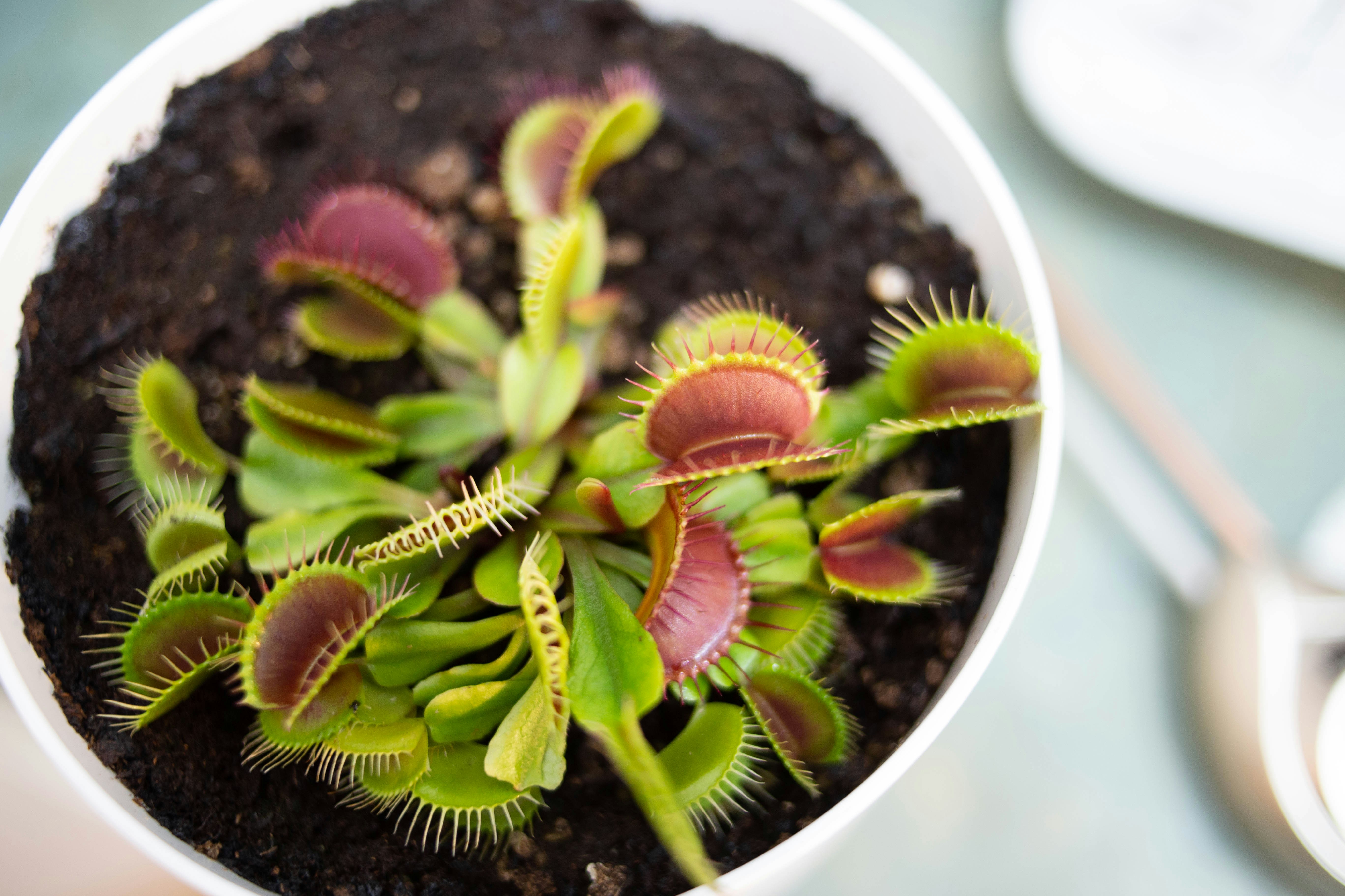 Venus flytrap plant in a white pot with vivid green leaves and red-tinged traps, shown from a top-down angle in soil-filled pot. This is a desk-top plant shot.