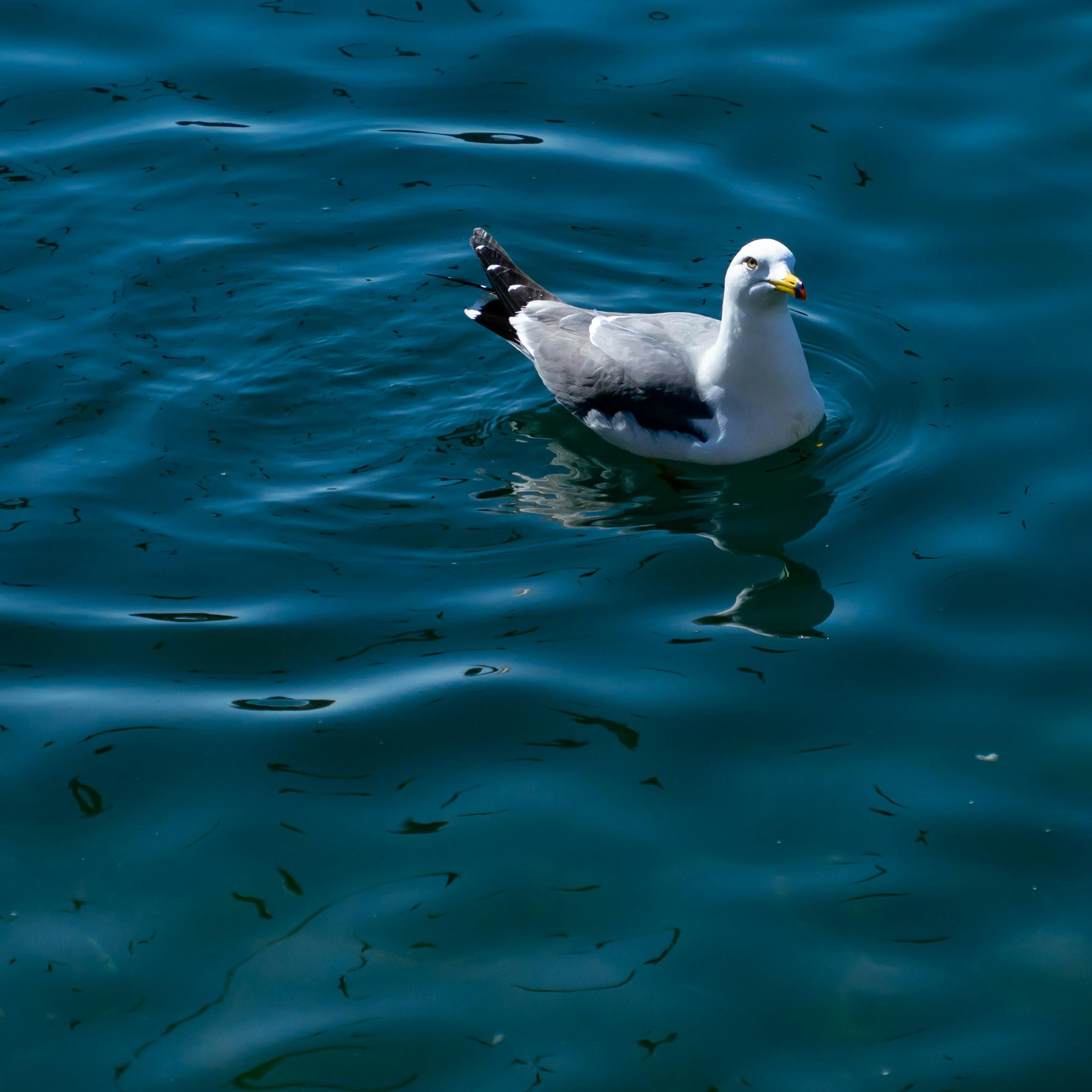 A seagull swimming in a body of water photo – Free Bird Image on Unsplash