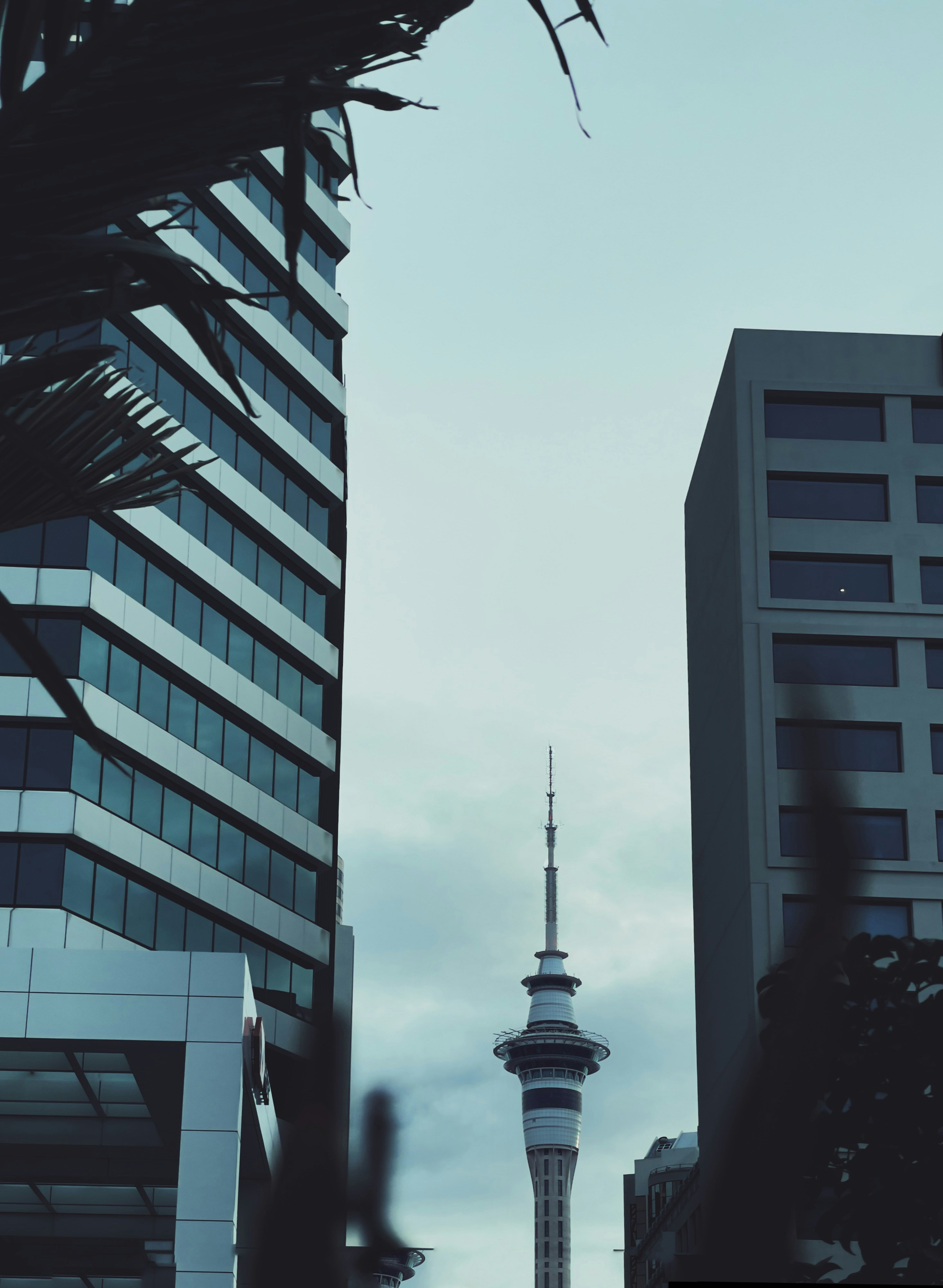 The Sky Tower rises majestically between modern skyscrapers, framed by lush foliage in the foreground.