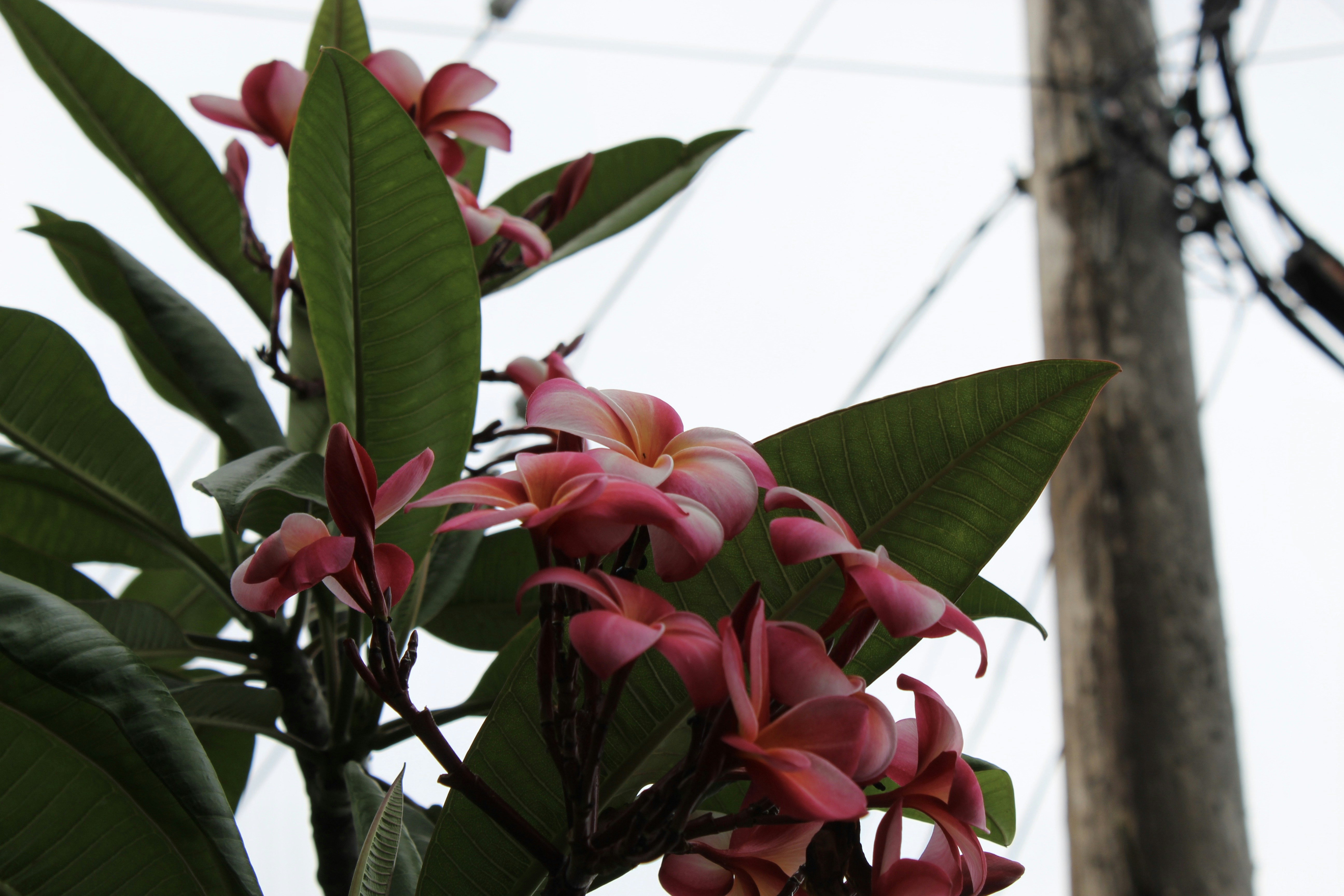 Delicate pink flowers bloom against a backdrop of power lines and greenery, showcasing nature's resilience in an urban setting.