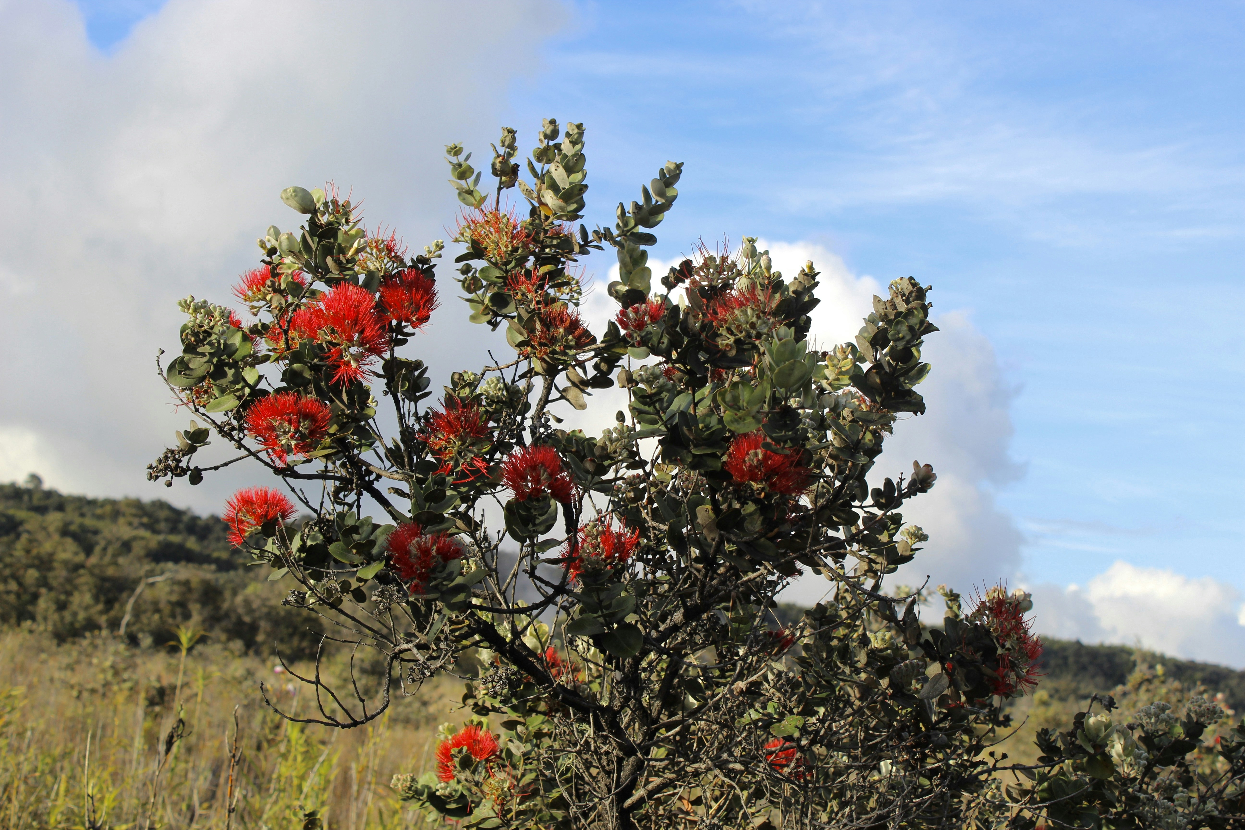 Vibrant red blossoms emerge from lush green foliage under a bright blue sky with fluffy clouds.