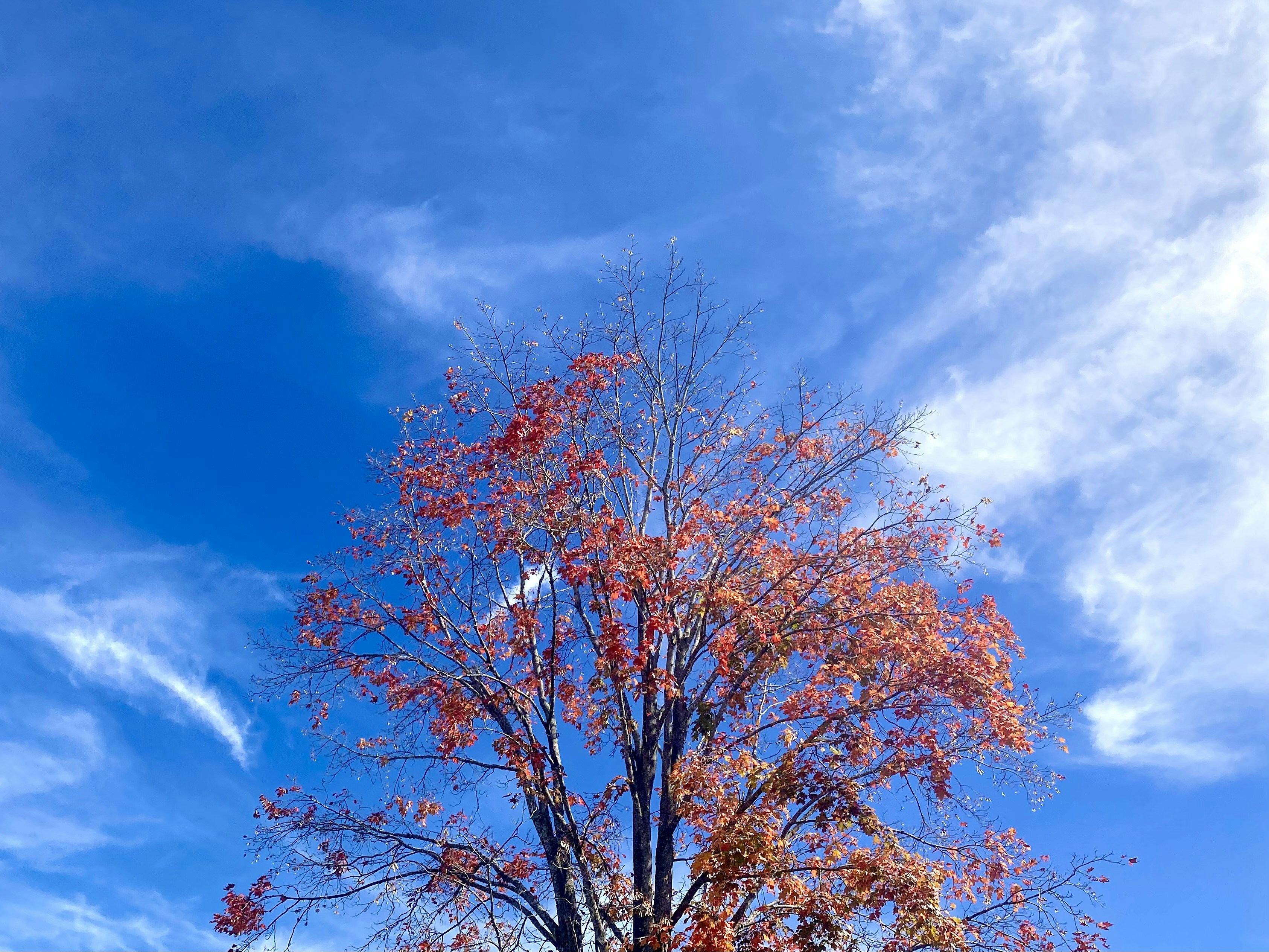 A vibrant tree adorned with autumn leaves stands against a clear blue sky, highlighting the seasonal transition with its colorful foliage.