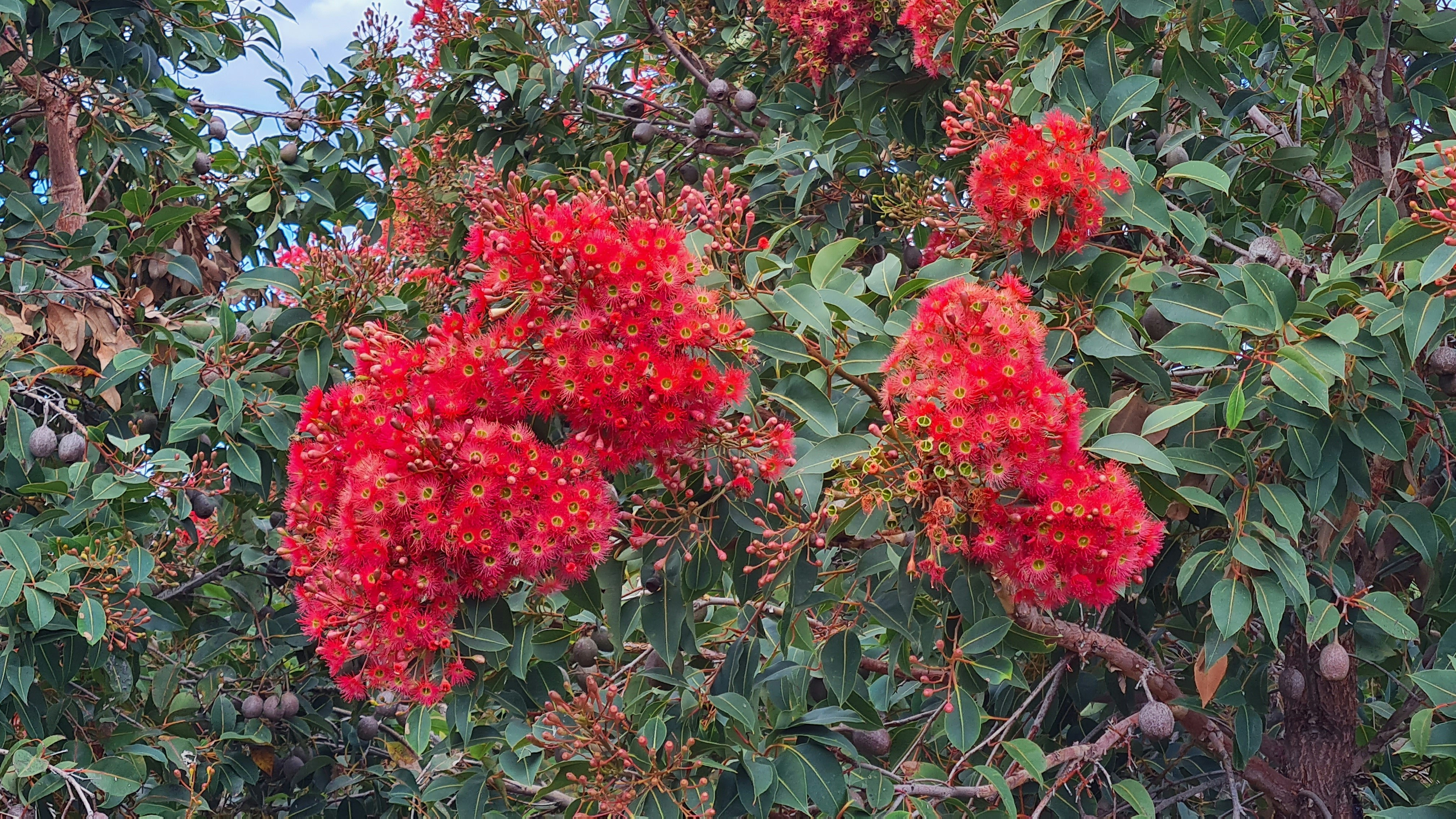 Un arbre rempli de beaucoup de fleurs rouges photo – Photo Buisson ...