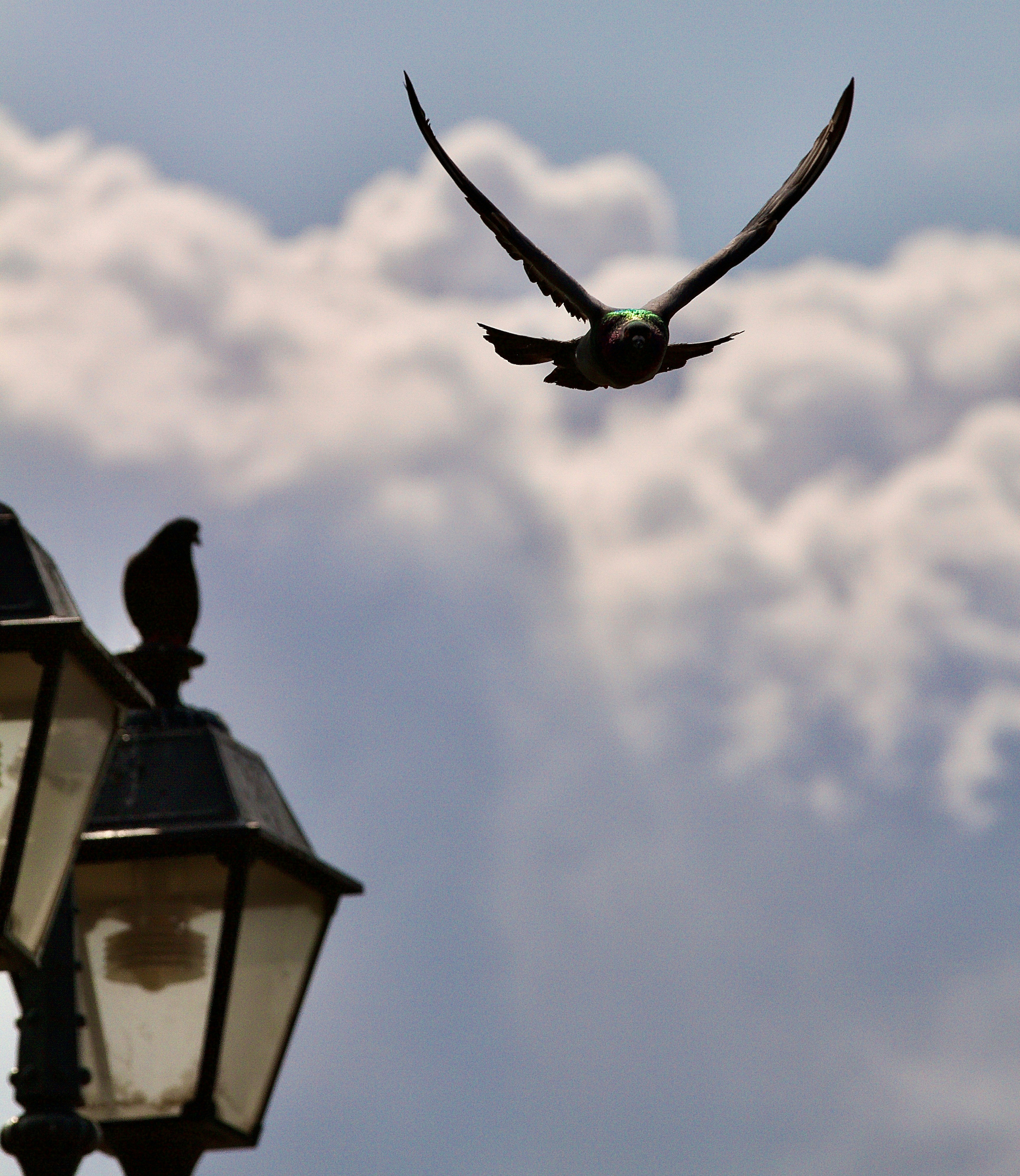a bird flying over a street light with clouds in the background