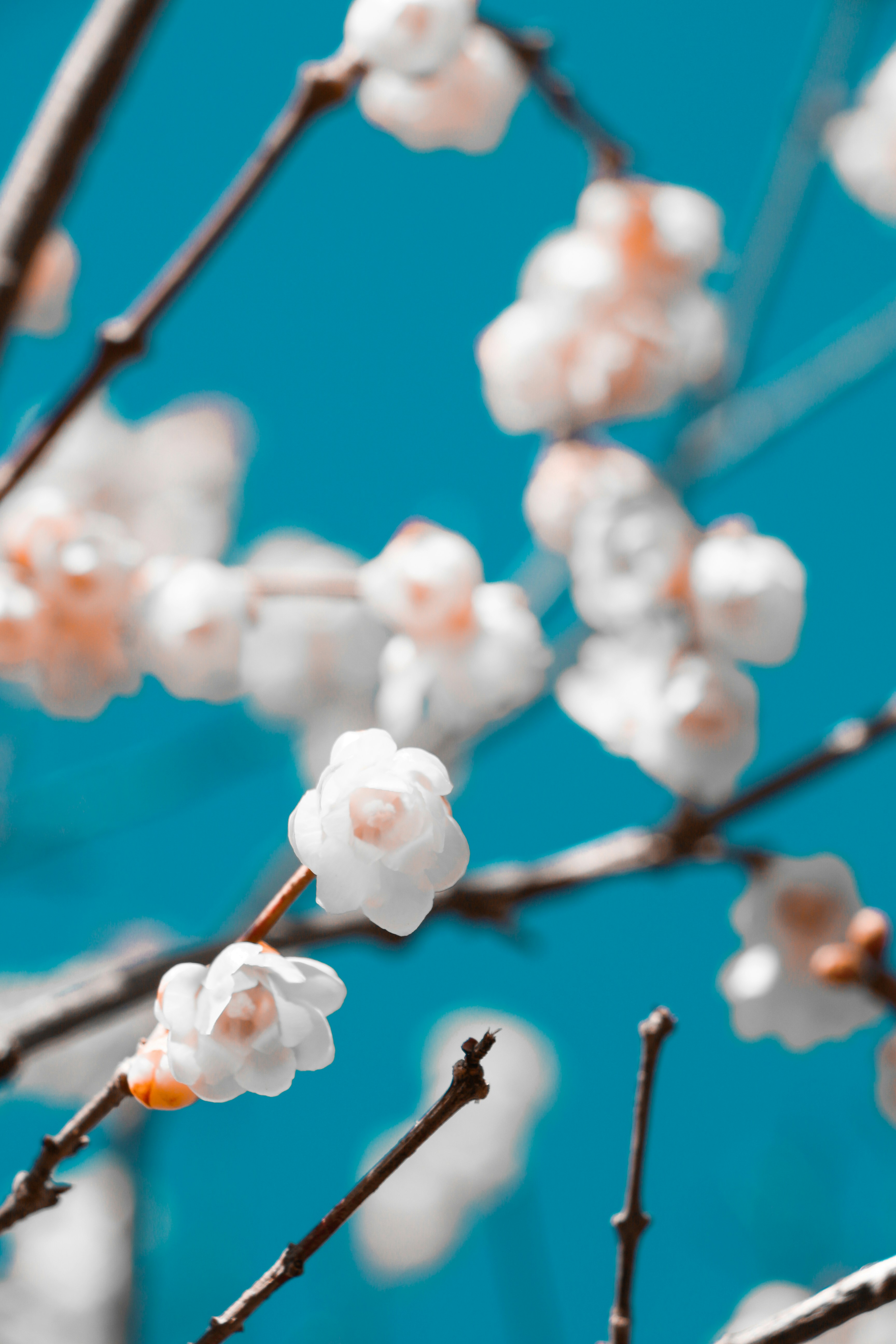 Azure Quiet: Blurred White Blossoms on Winter Branches