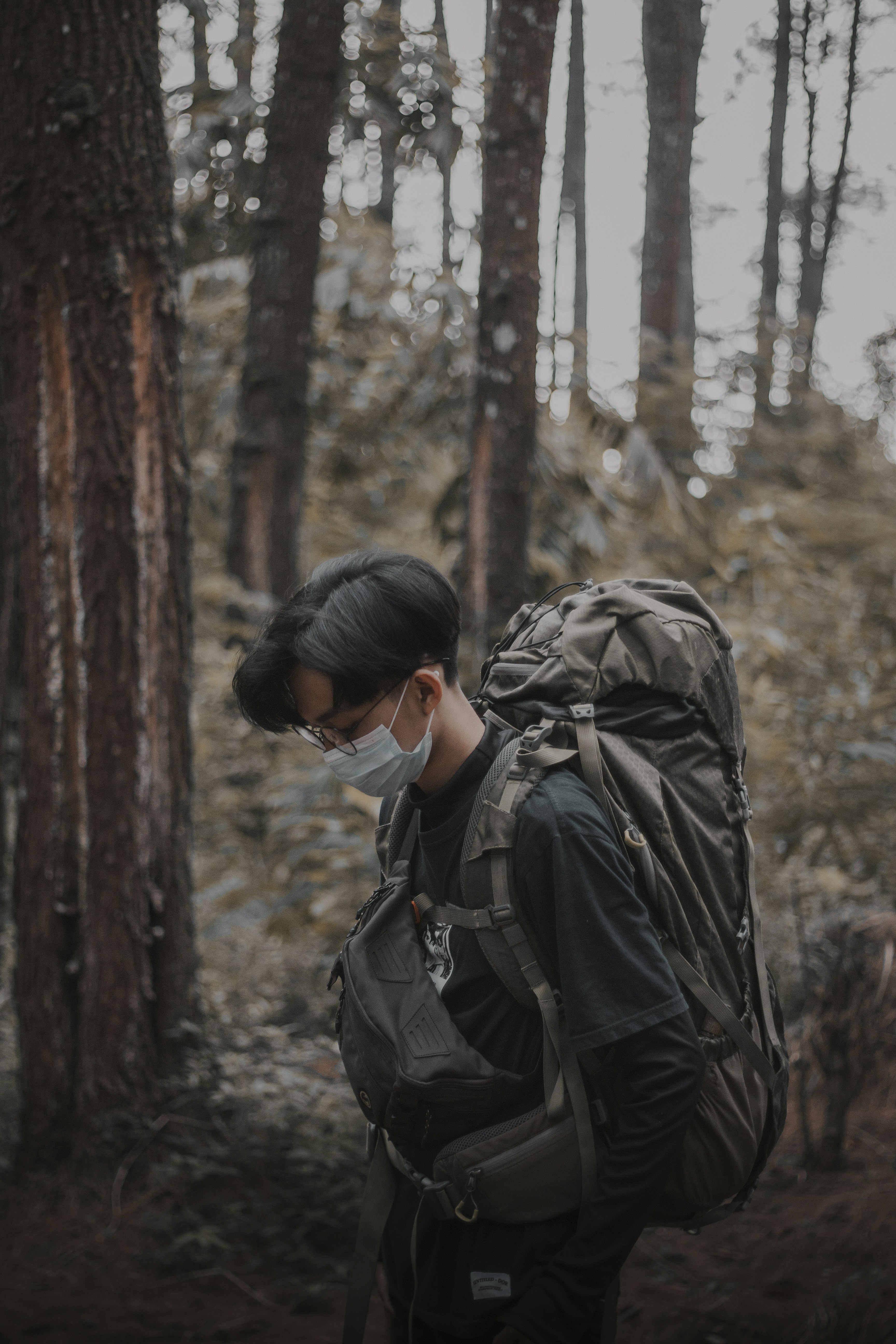 Hiker in Shadowed Pines: A Quiet Pause Beneath the Canopy